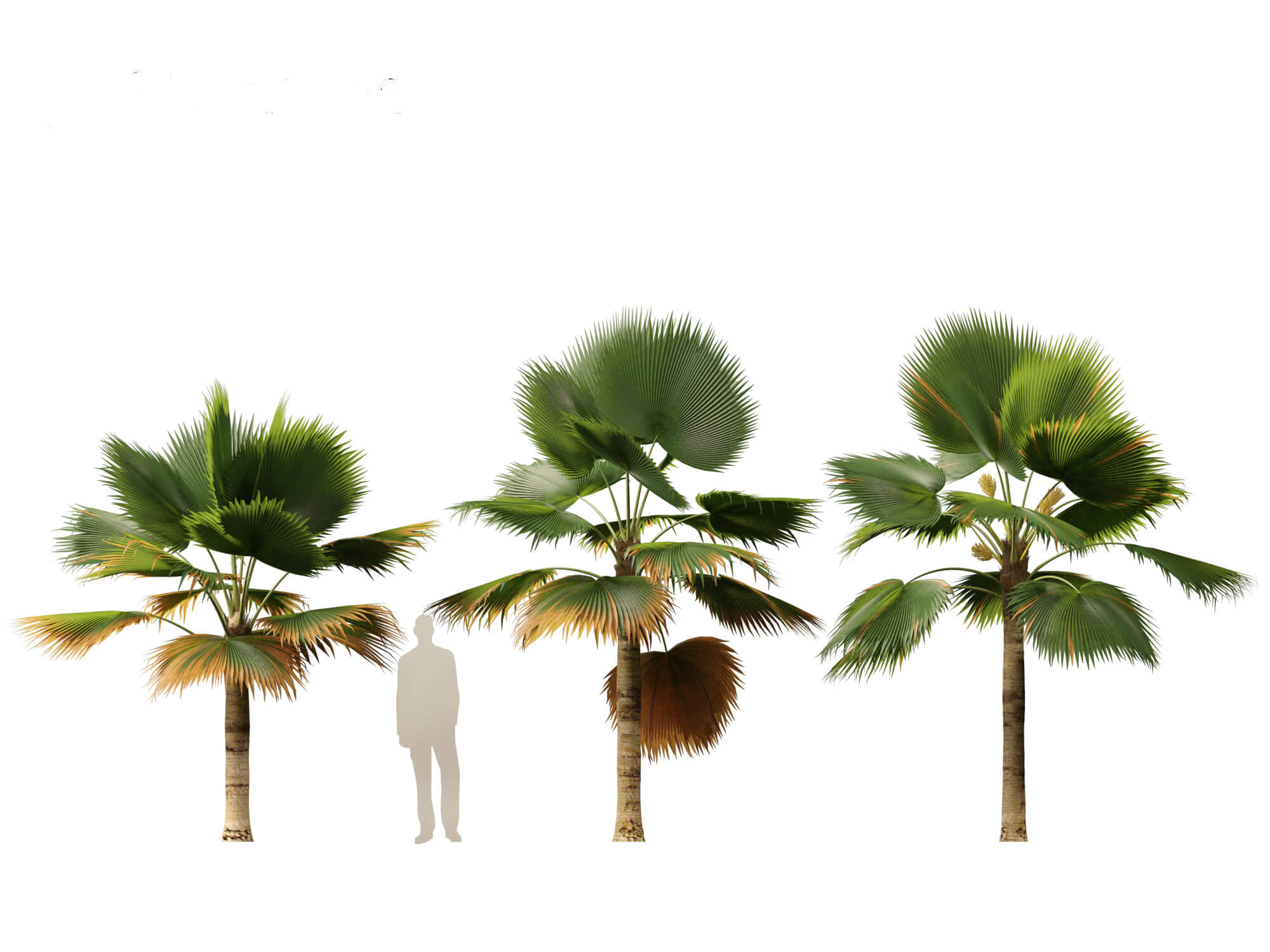 Pritchardia Pacifica - Fiji Fan Palm 3D Model by 3dgardenplants