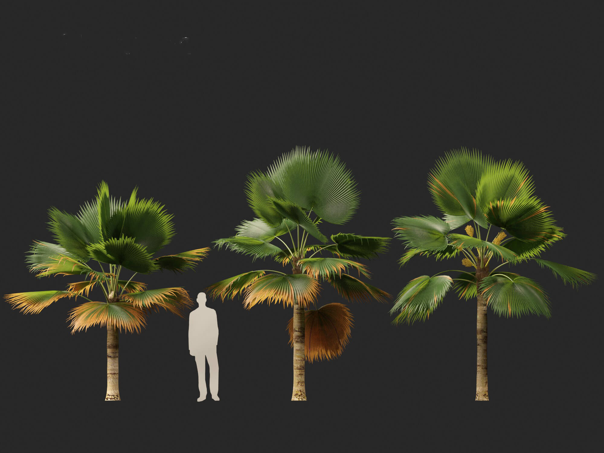 Pritchardia Pacifica - Fiji Fan Palm 3D Model by 3dgardenplants