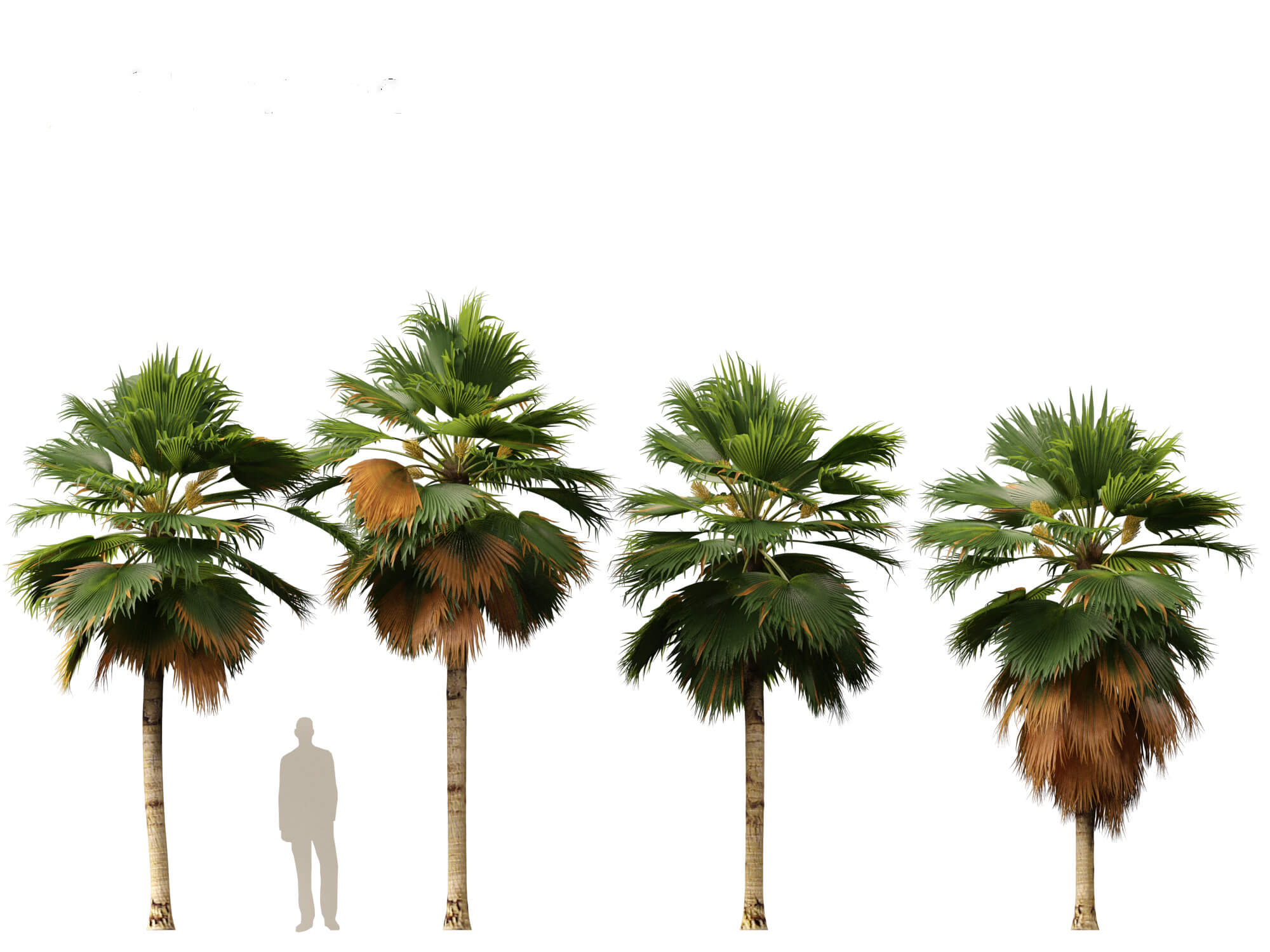Pritchardia Pacifica - Fiji Fan Palm 3D Model by 3dgardenplants