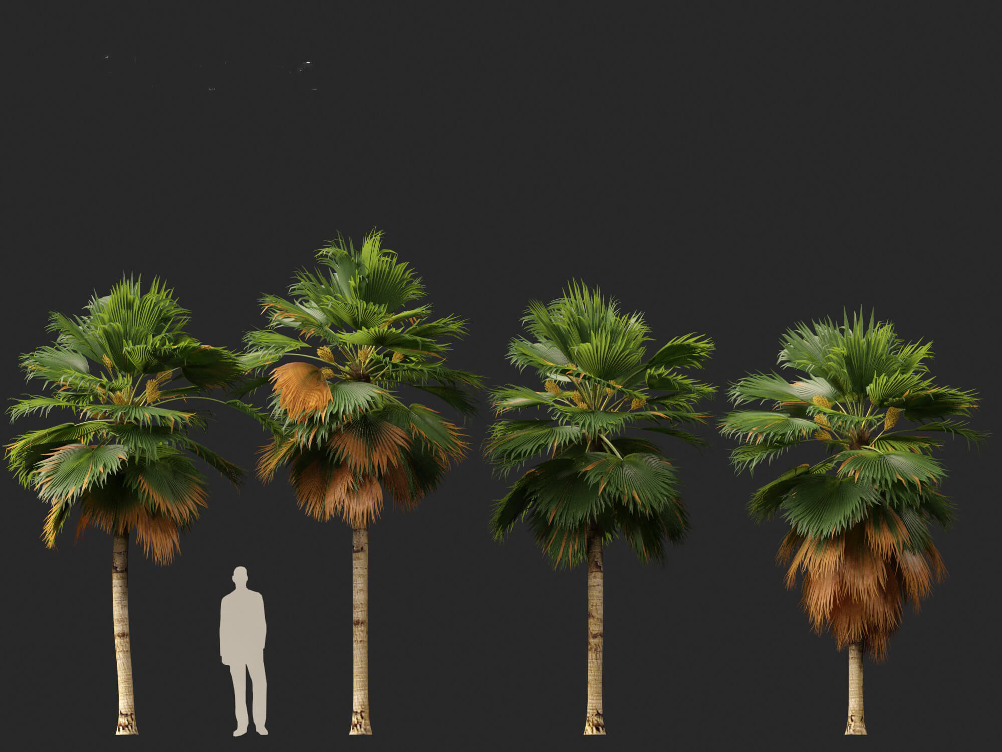 Pritchardia Pacifica - Fiji Fan Palm 3D Model by 3dgardenplants