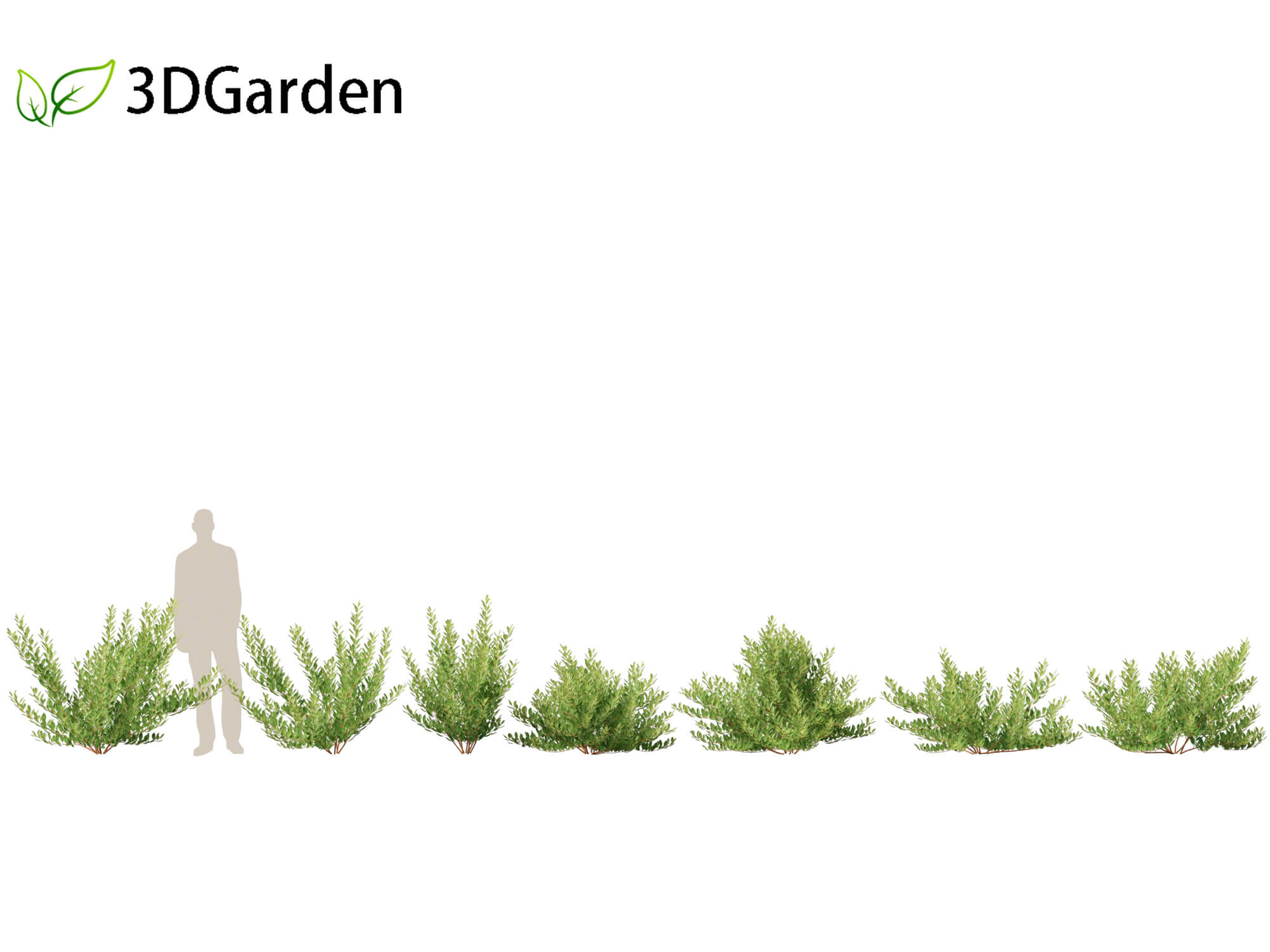 Prunus Pumila Besseyi - Western Sand Cherry 3D Model by 3dgardenplants