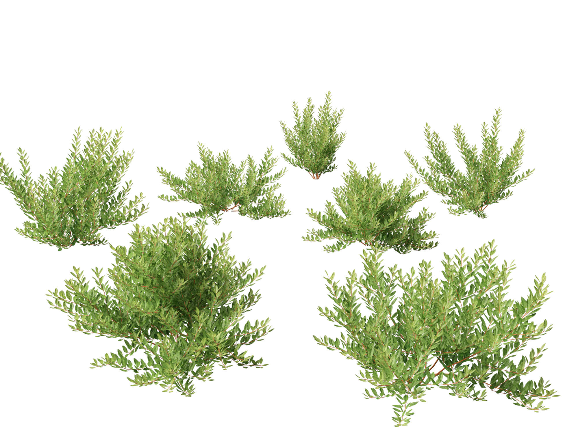 Prunus Pumila Besseyi - Western Sand Cherry 3D Model by 3dgardenplants