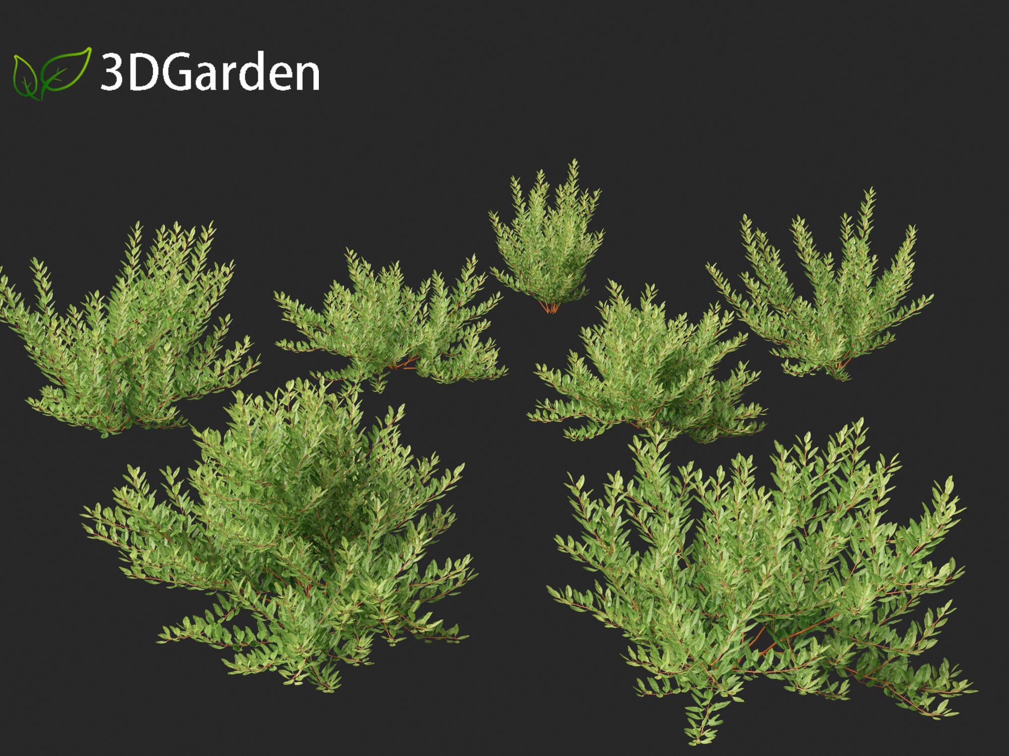 Prunus Pumila Besseyi - Western Sand Cherry 3D Model by 3dgardenplants