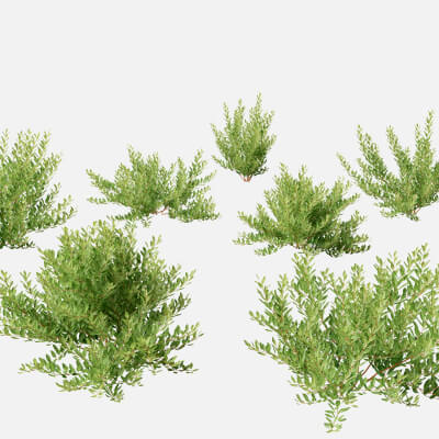Prunus Pumila Besseyi - Western Sand Cherry 3D Model by 3dgardenplants