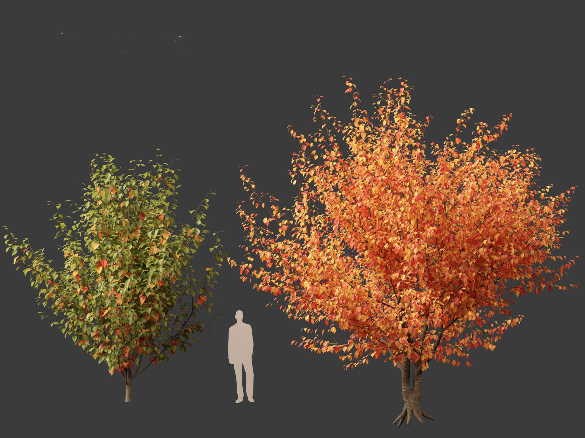 Prunus Serrulata Kanzan - Japanese Flowering Cherry 3D Model by ...
