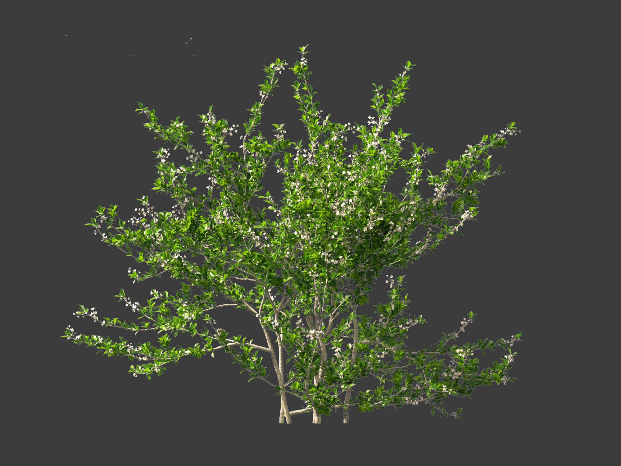 Prunus Spinosa -Blackthorn Plum 3D Model by 3dgardenplants