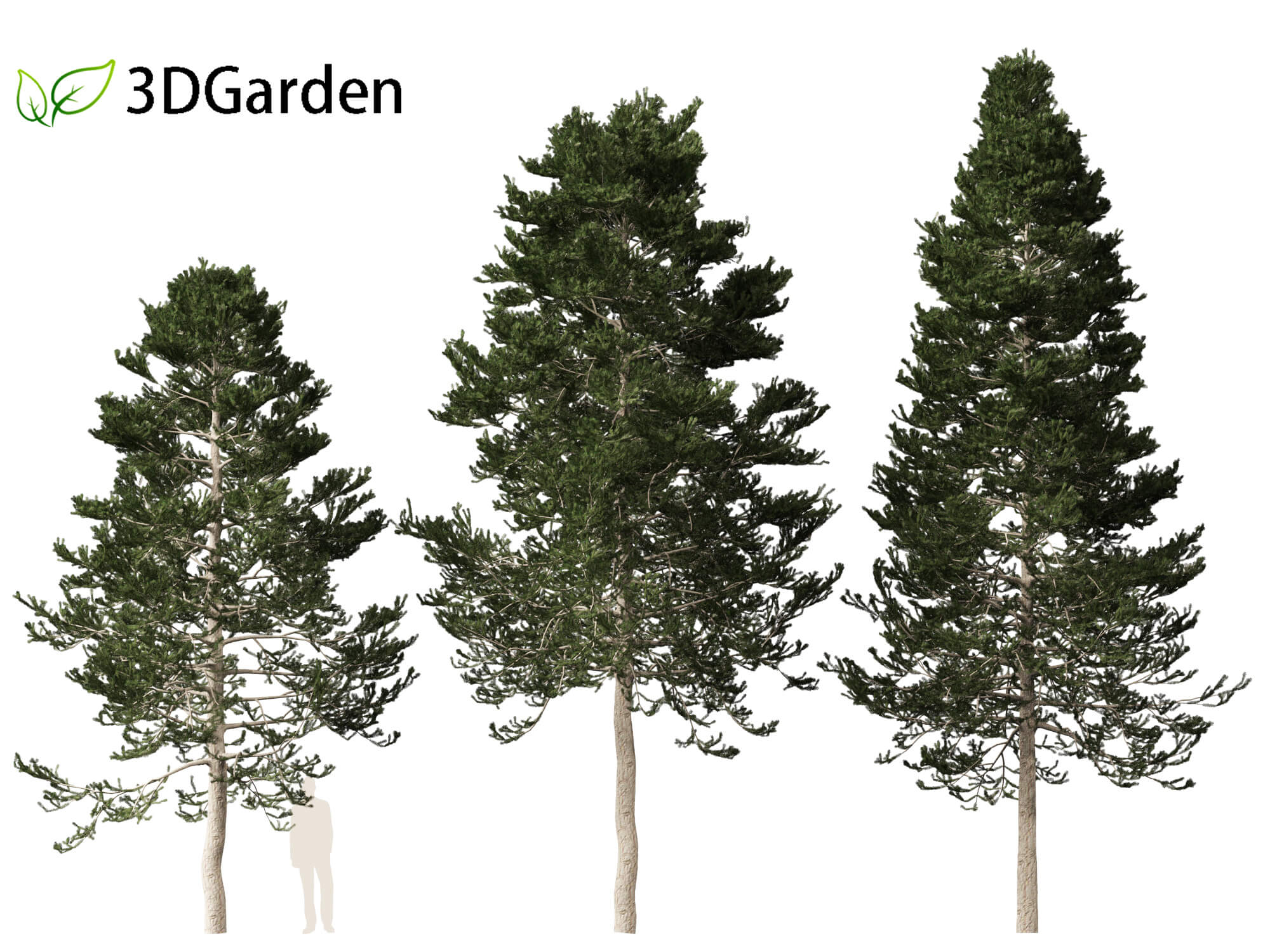 Pseudotsuga Menziesi – Douglas Fir - 3D Model by 3dgardenplants