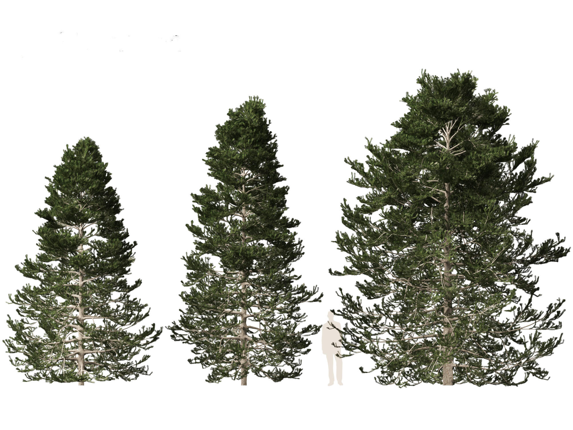 Pseudotsuga Menziesi - Douglas Fir 3D Model by 3dgardenplants