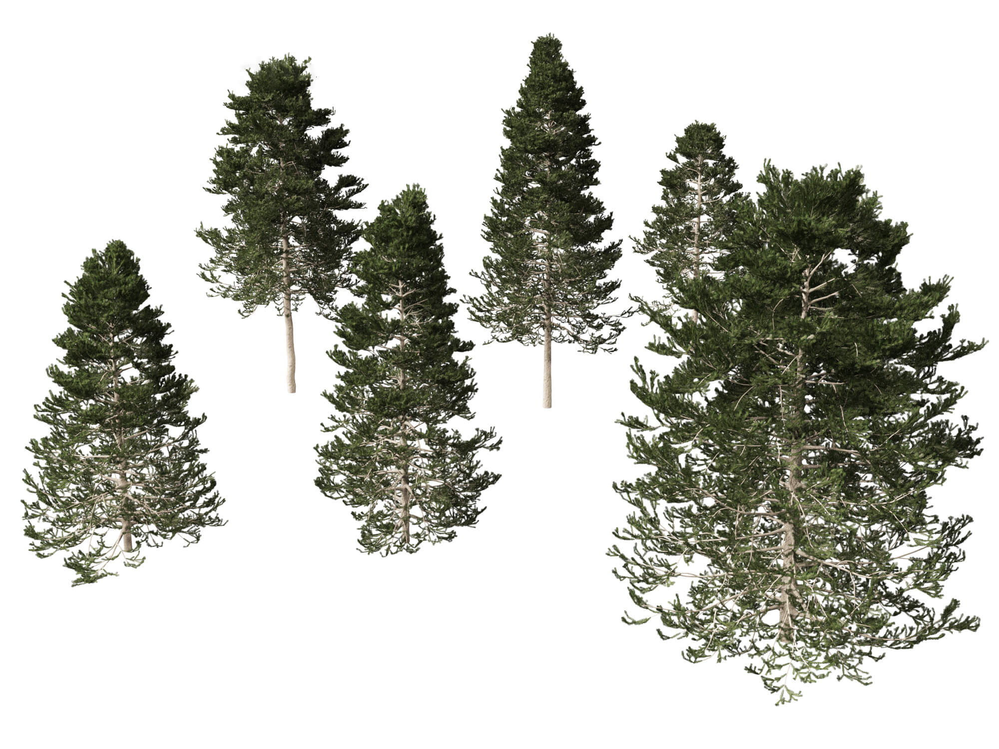 Pseudotsuga Menziesi - Douglas Fir 3D Model by 3dgardenplants
