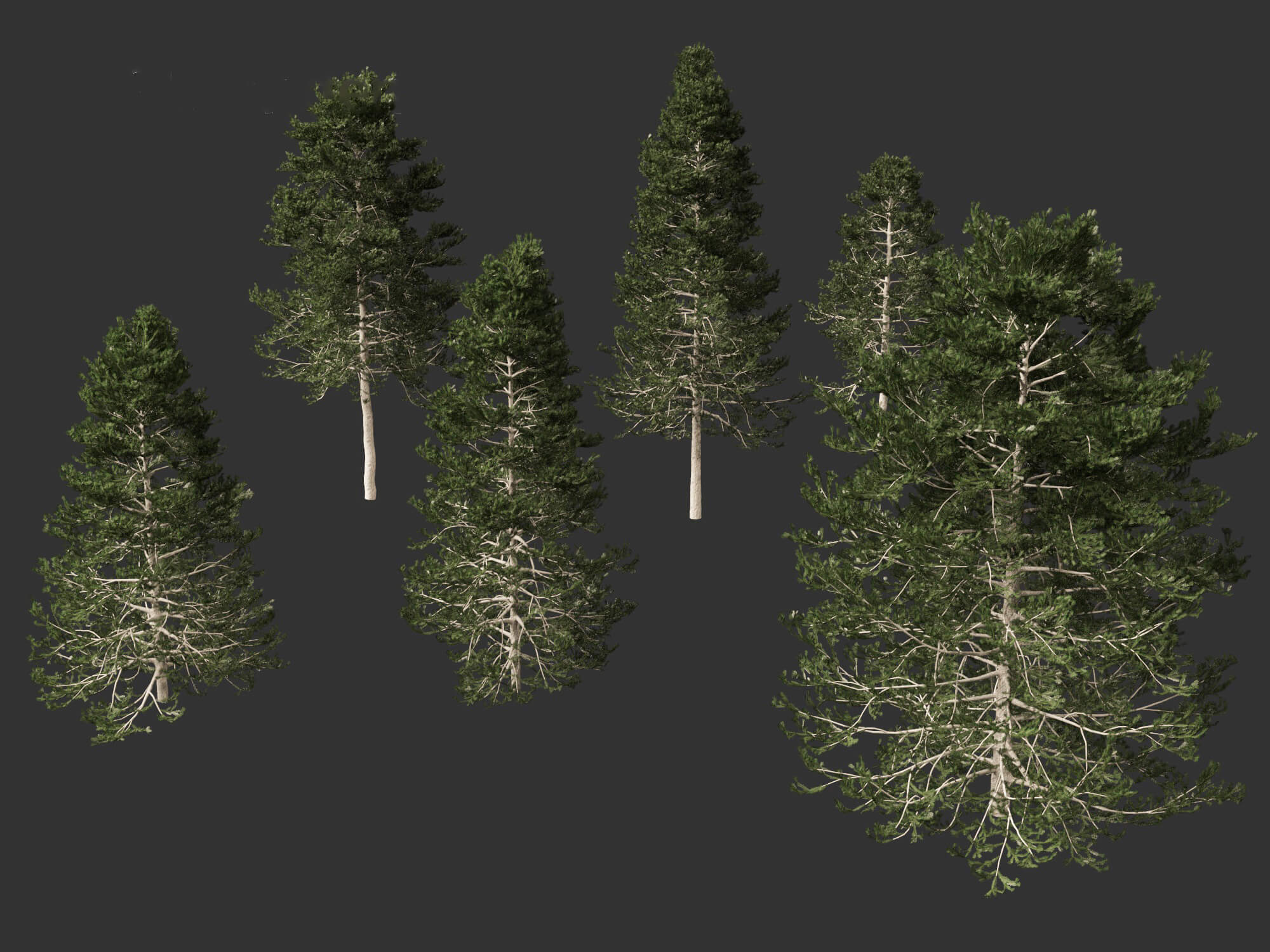 Pseudotsuga Menziesi - Douglas Fir 3D Model by 3dgardenplants