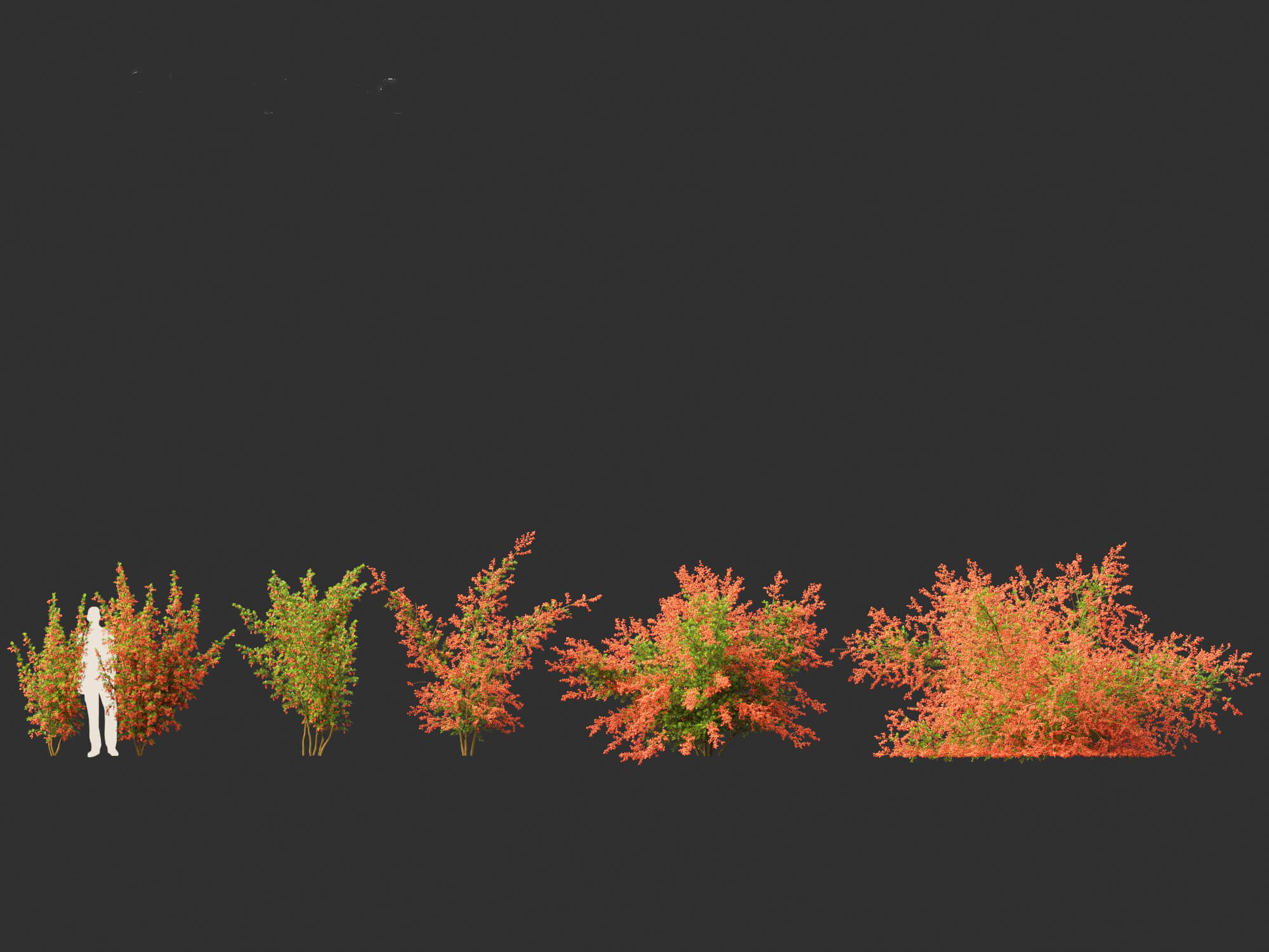 Pyracantha Coccinea - Scarlet Firethorn 01 3D Model by 3dgardenplants