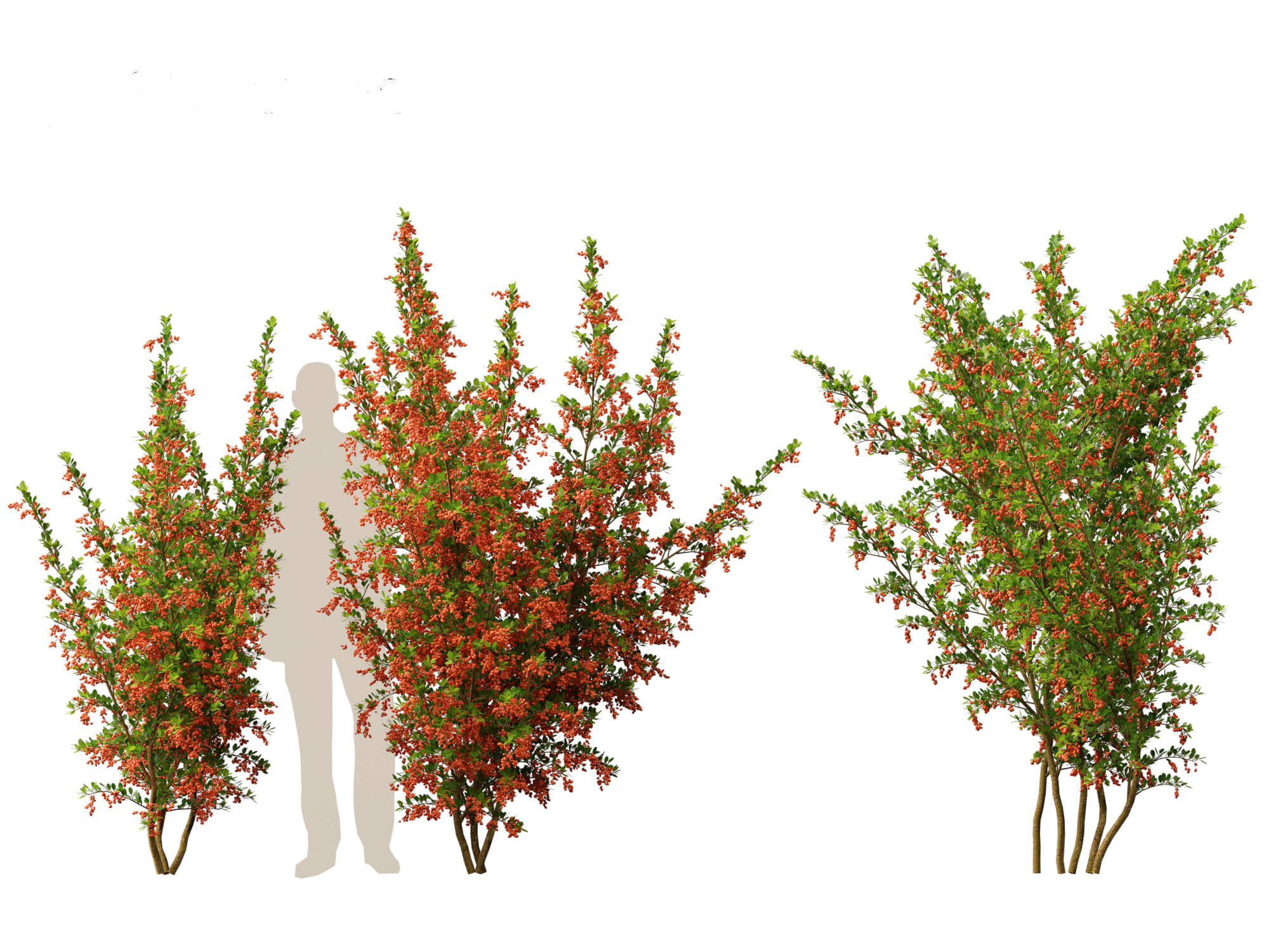 Pyracantha Coccinea - Scarlet Firethorn 01 3D Model by 3dgardenplants
