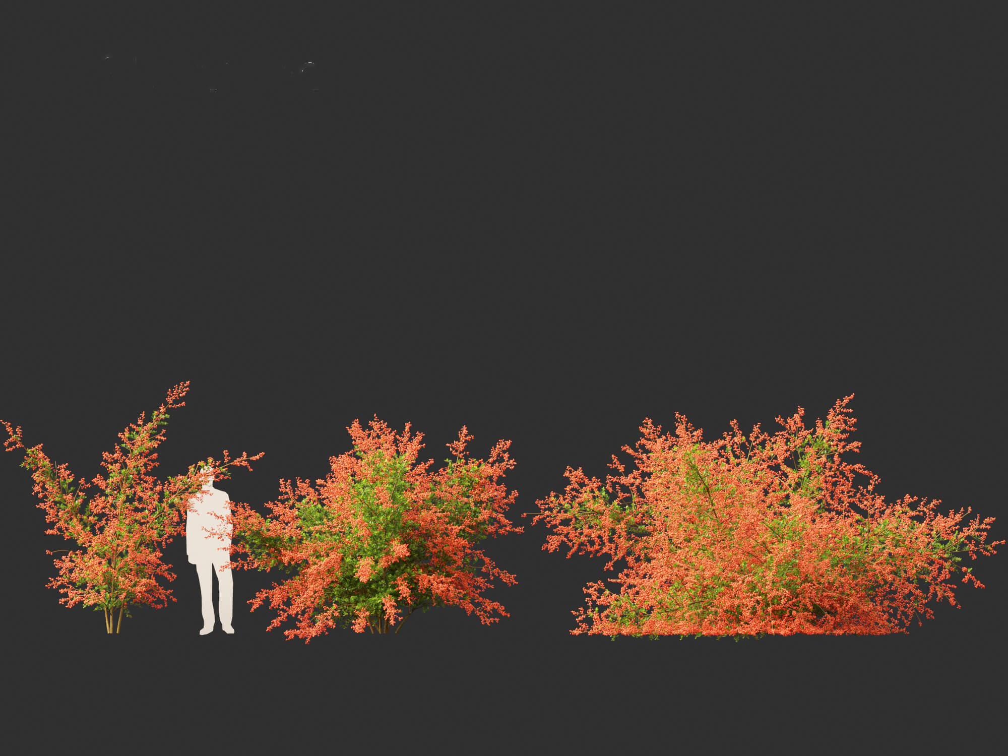 Pyracantha Coccinea - Scarlet Firethorn 01 3D Model by 3dgardenplants