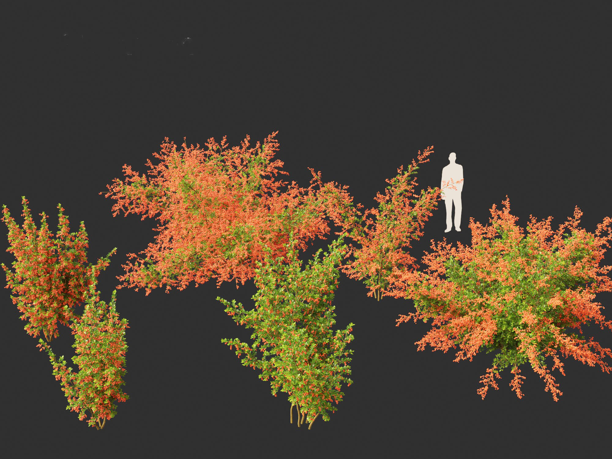 Pyracantha Coccinea - Scarlet Firethorn 01 3D Model by 3dgardenplants