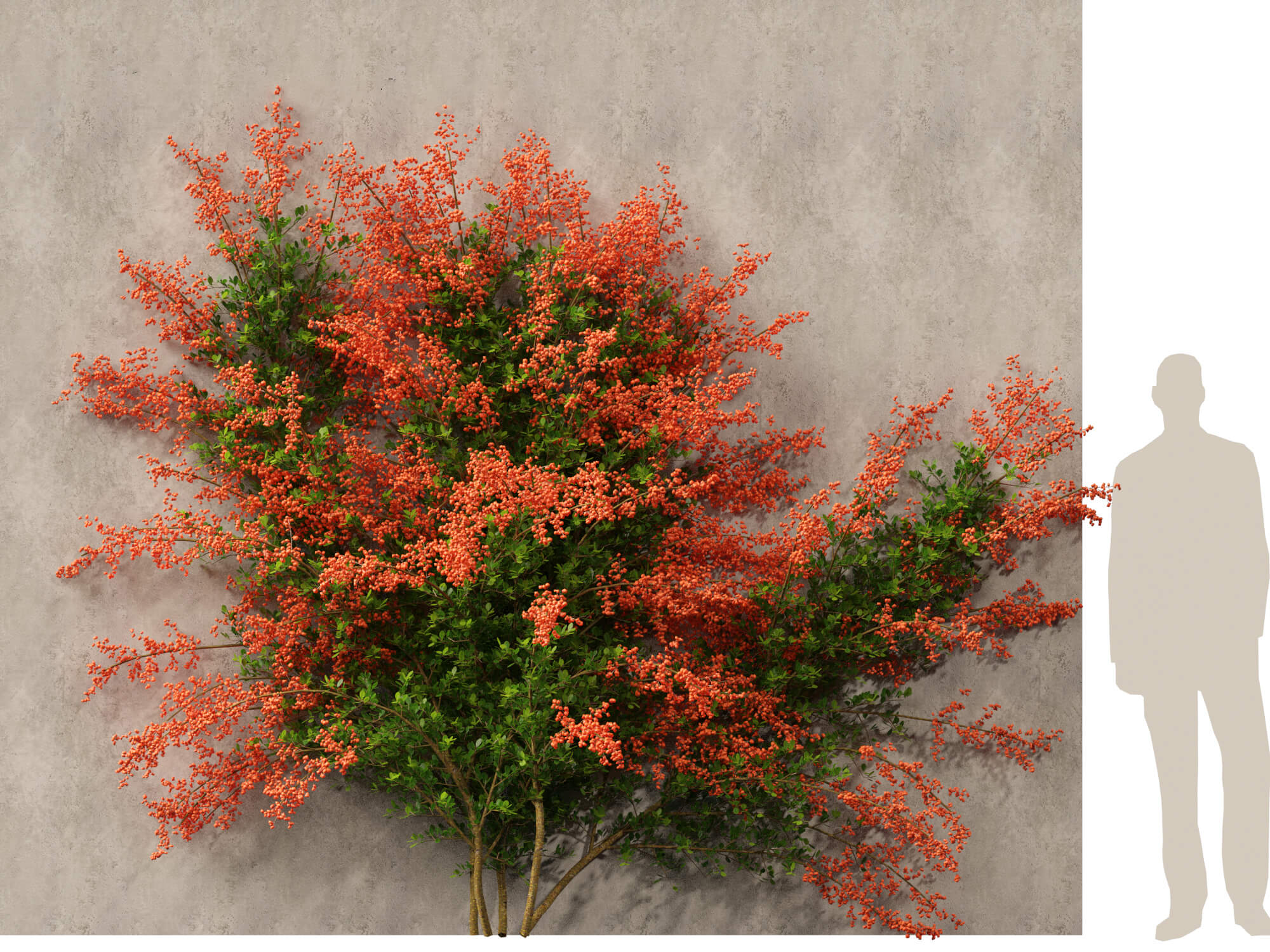 Pyracantha Coccinea - Scarlet Firethorn 02 3D Model by 3dgardenplants