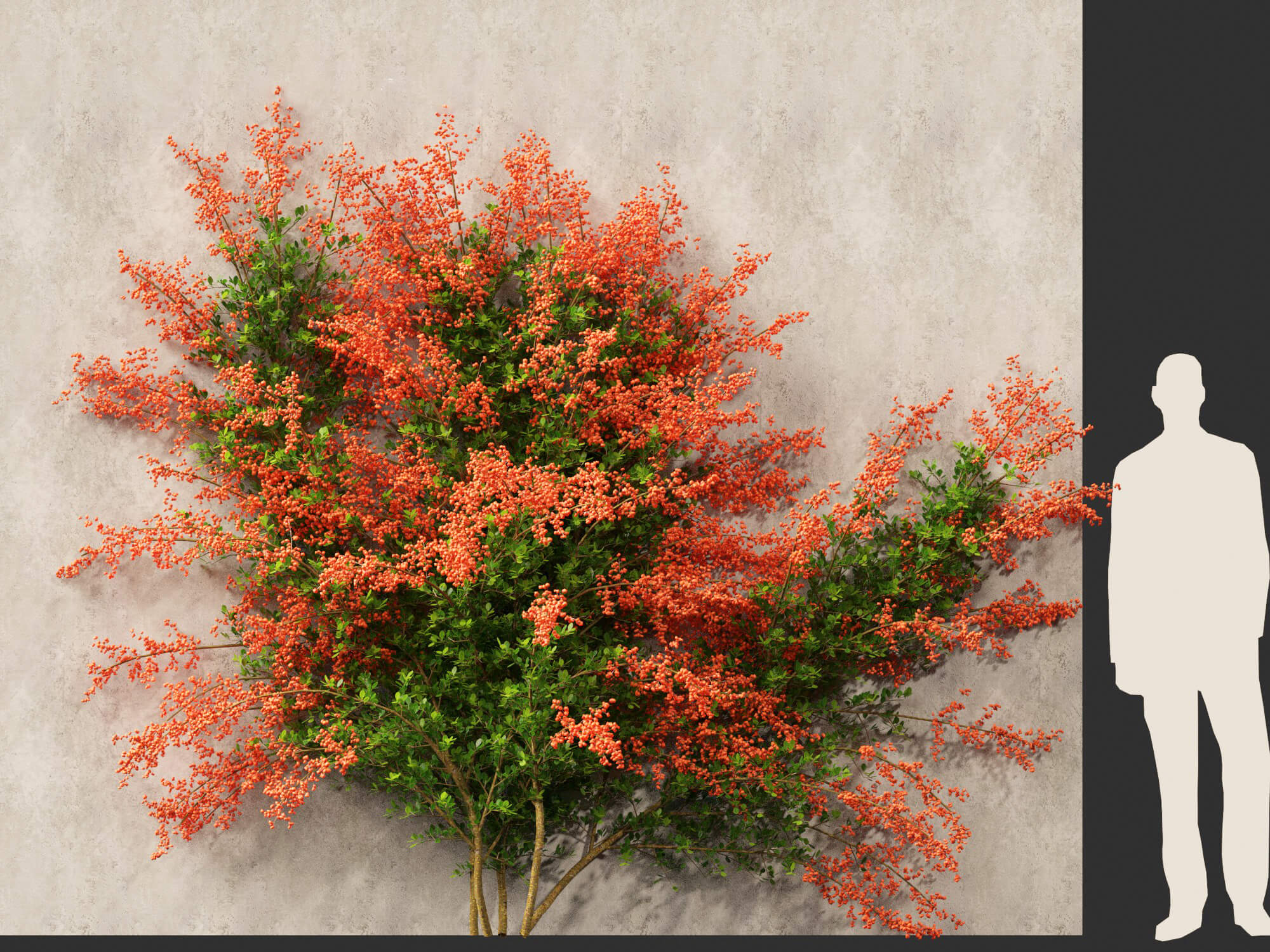 Pyracantha Coccinea - Scarlet Firethorn 02 3D Model by 3dgardenplants
