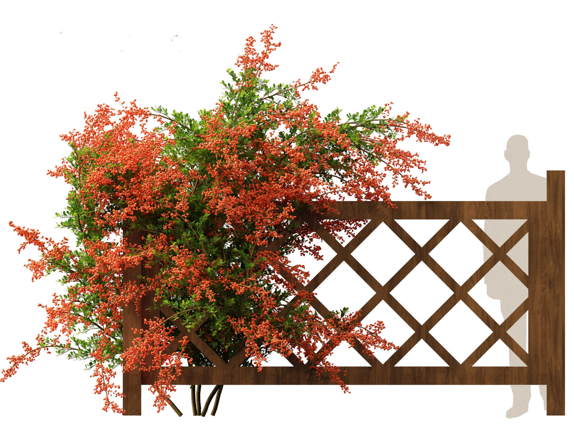 Pyracantha Coccinea - Scarlet Firethorn 02 3D Model by 3dgardenplants