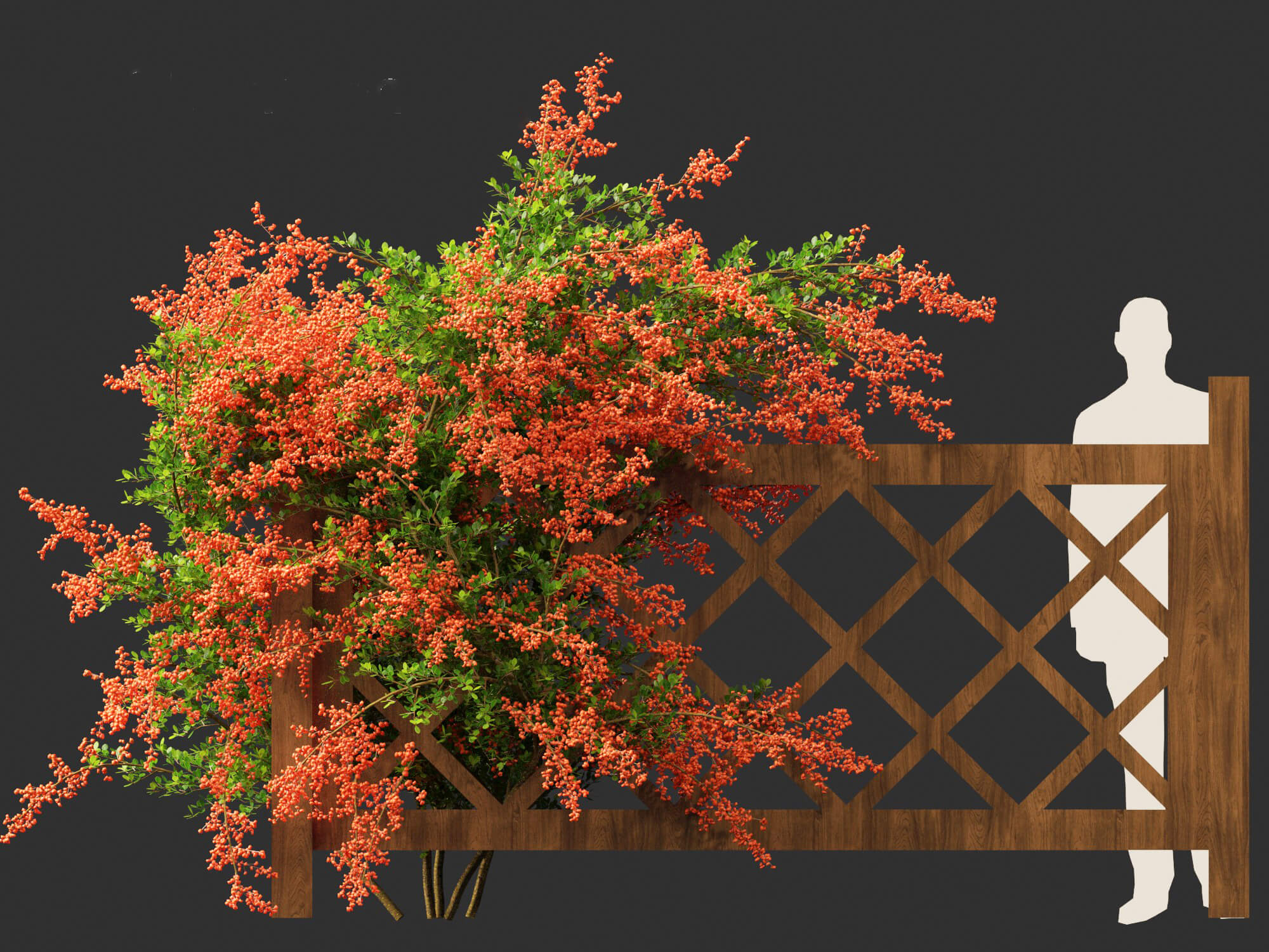 Pyracantha Coccinea - Scarlet Firethorn 02 3D Model by 3dgardenplants