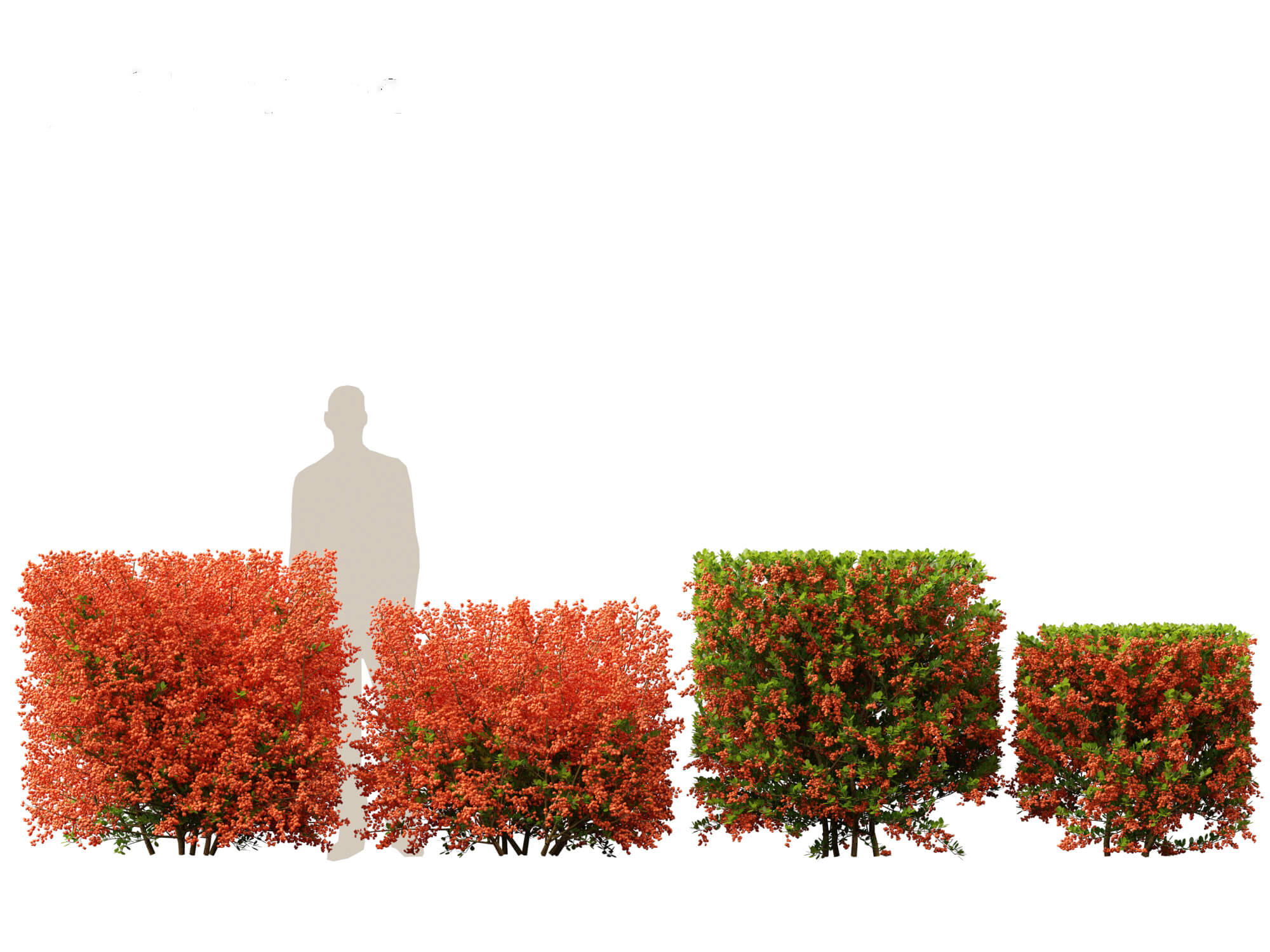 Pyracantha Coccinea - Scarlet Firethorn 02 3D Model by 3dgardenplants