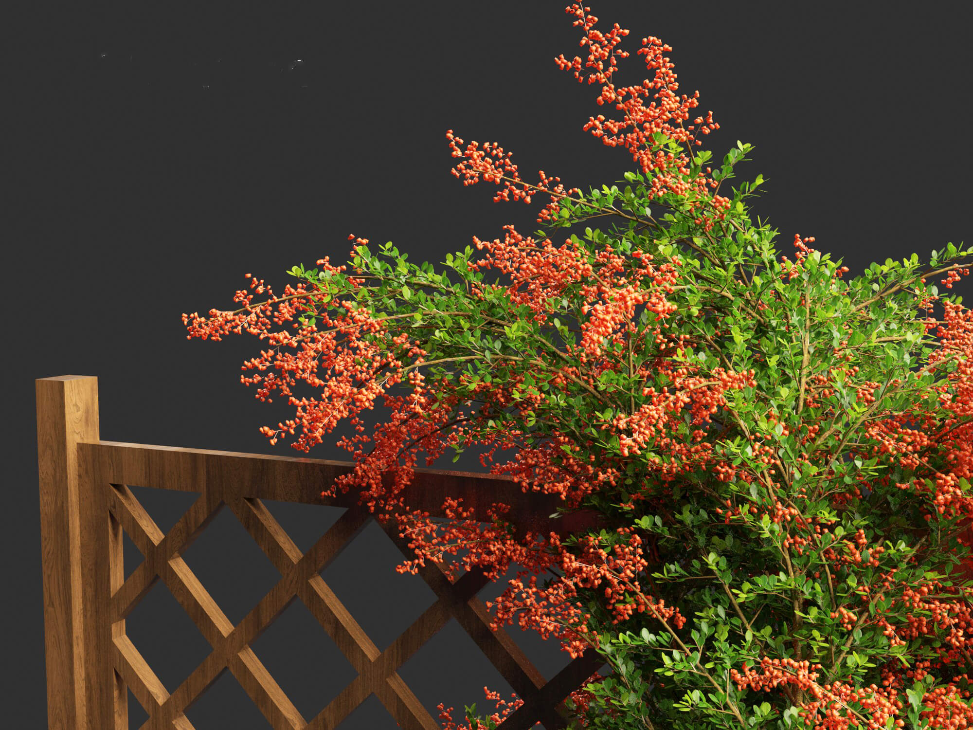 Pyracantha Coccinea - Scarlet Firethorn 02 3D Model by 3dgardenplants