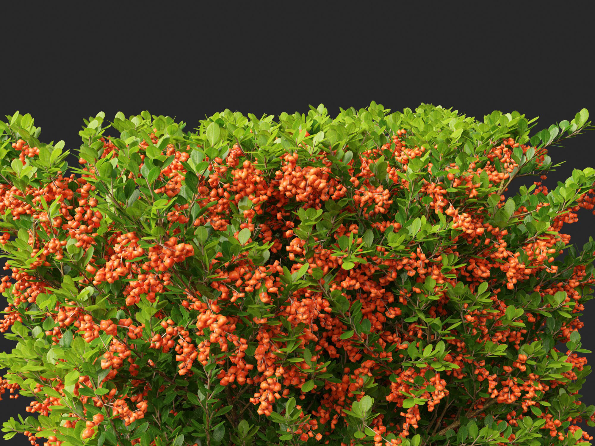 Pyracantha Coccinea - Scarlet Firethorn 02 3D Model by 3dgardenplants