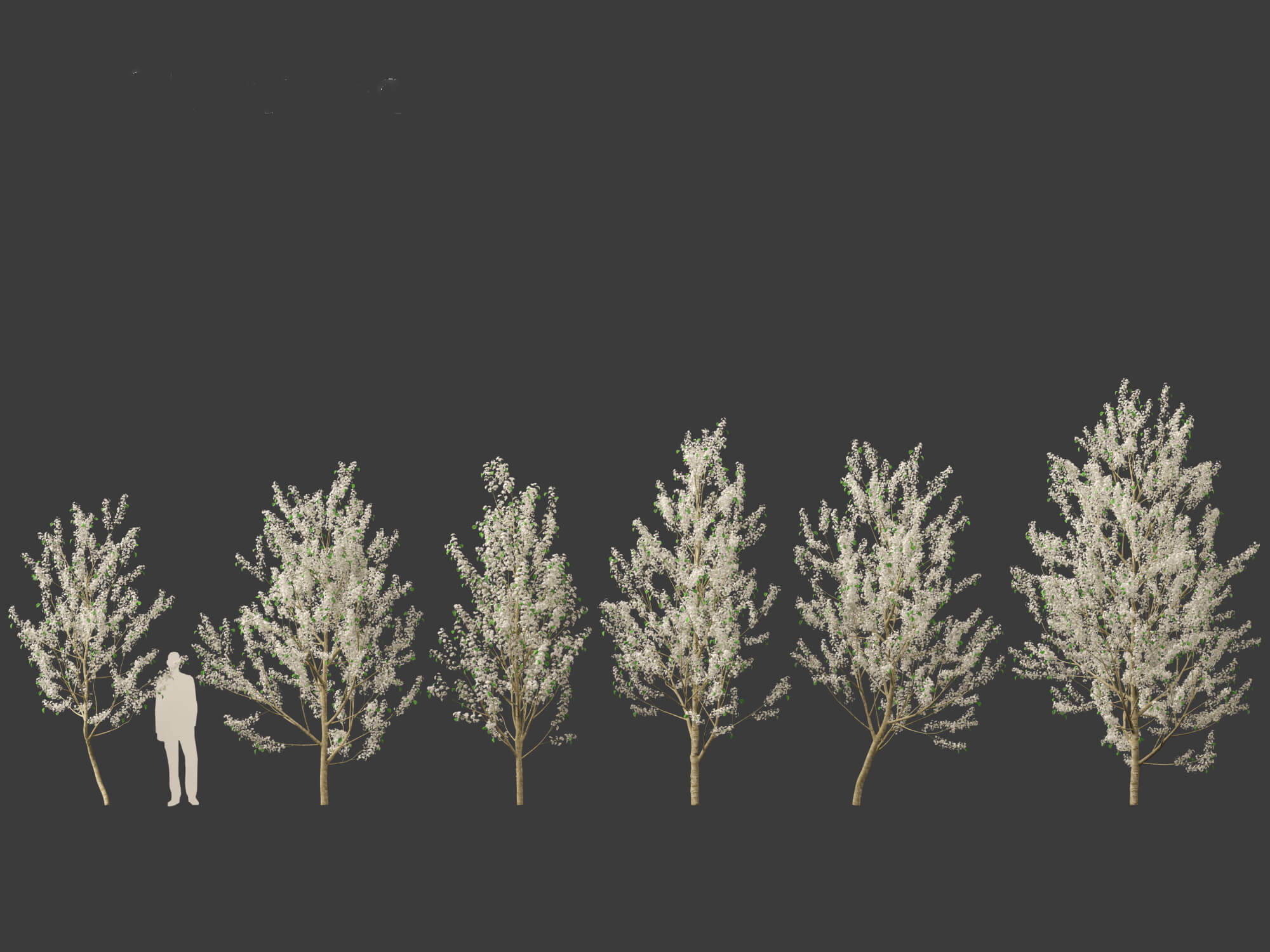 Pyrus Calleryana Winter Glow - Ornamental Pear 01 3D Model by ...