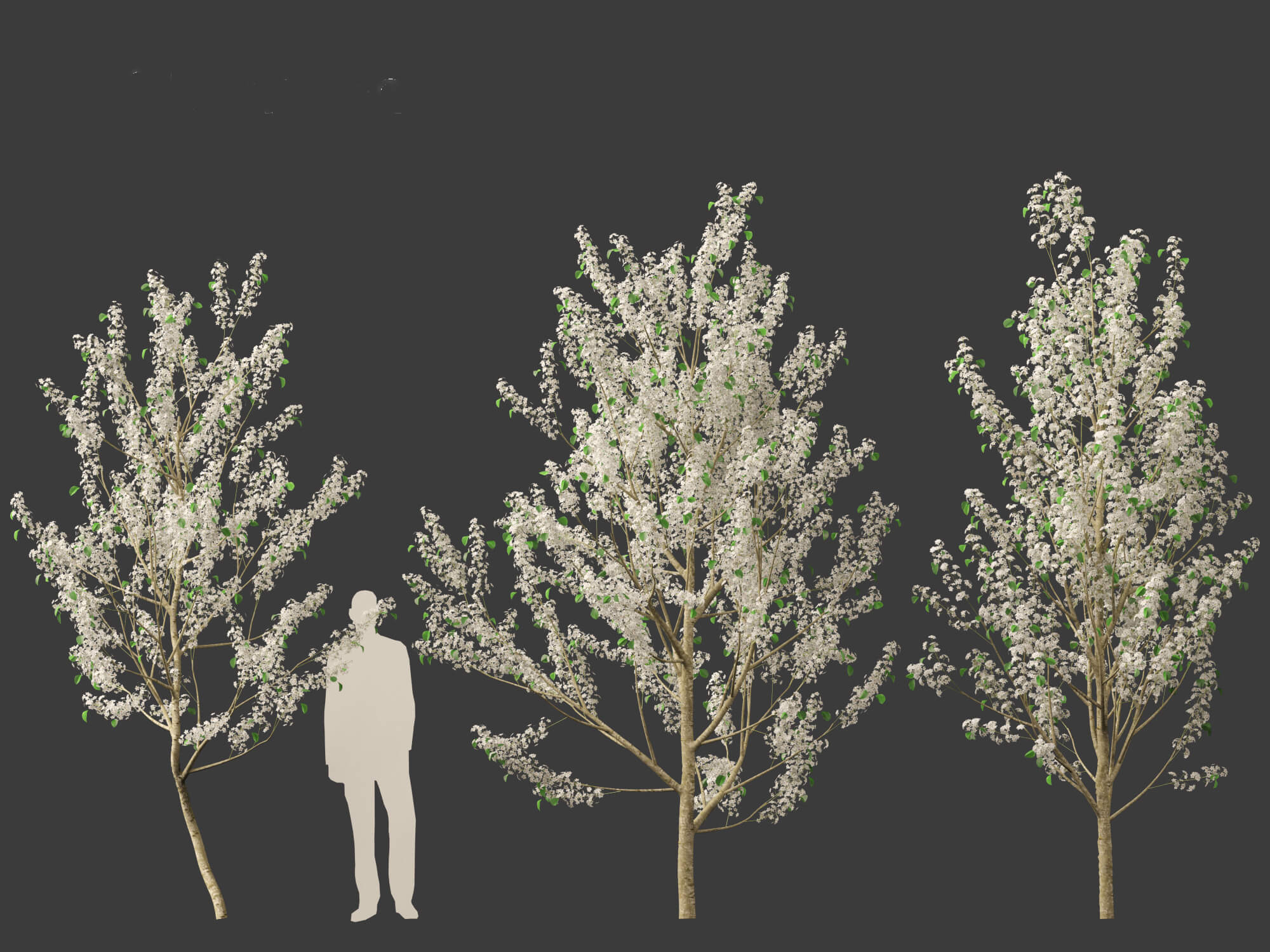 Pyrus Calleryana Winter Glow - Ornamental Pear 01 3D Model by ...