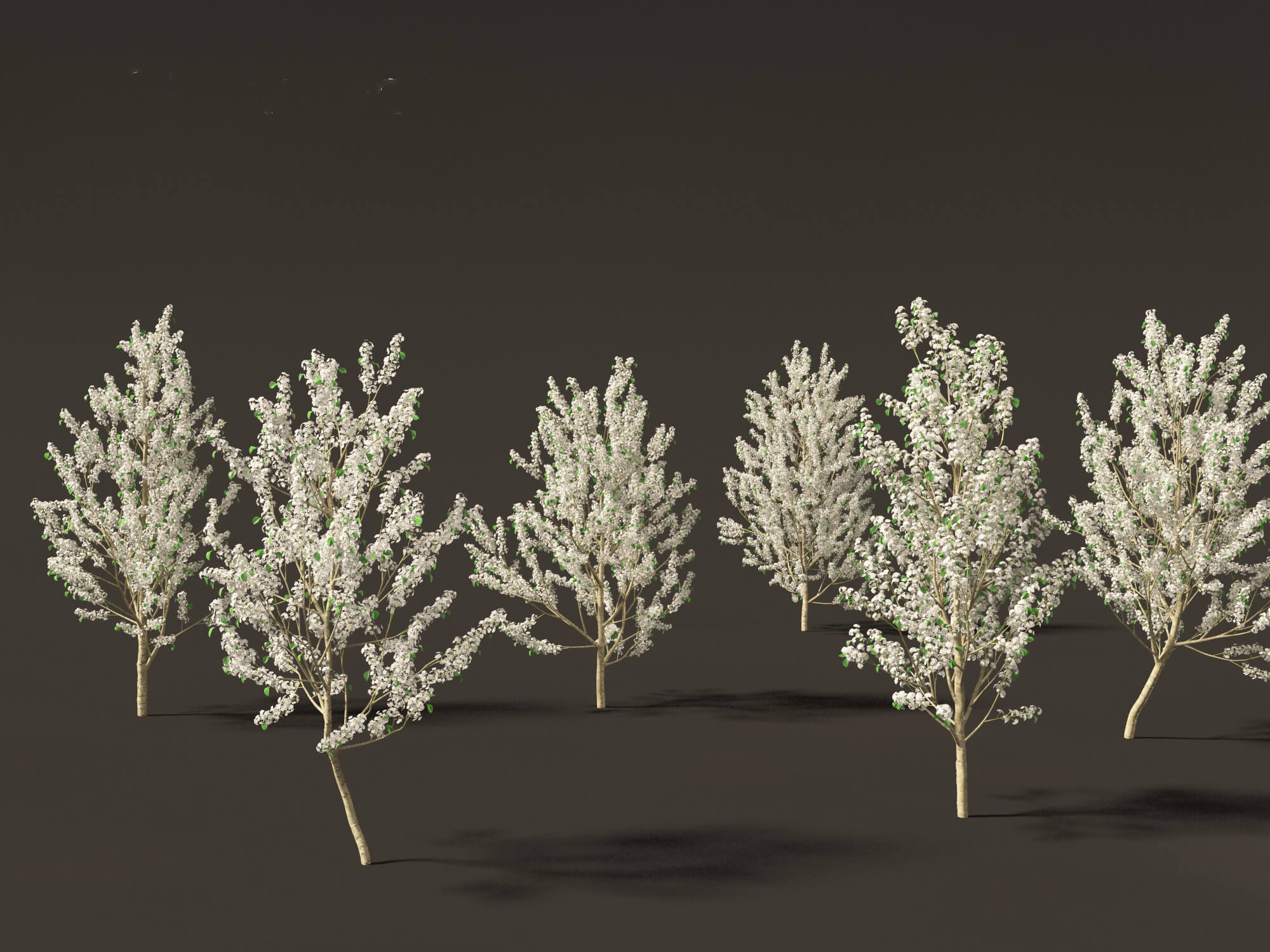 Pyrus Calleryana Winter Glow - Ornamental Pear 01 3D Model by ...