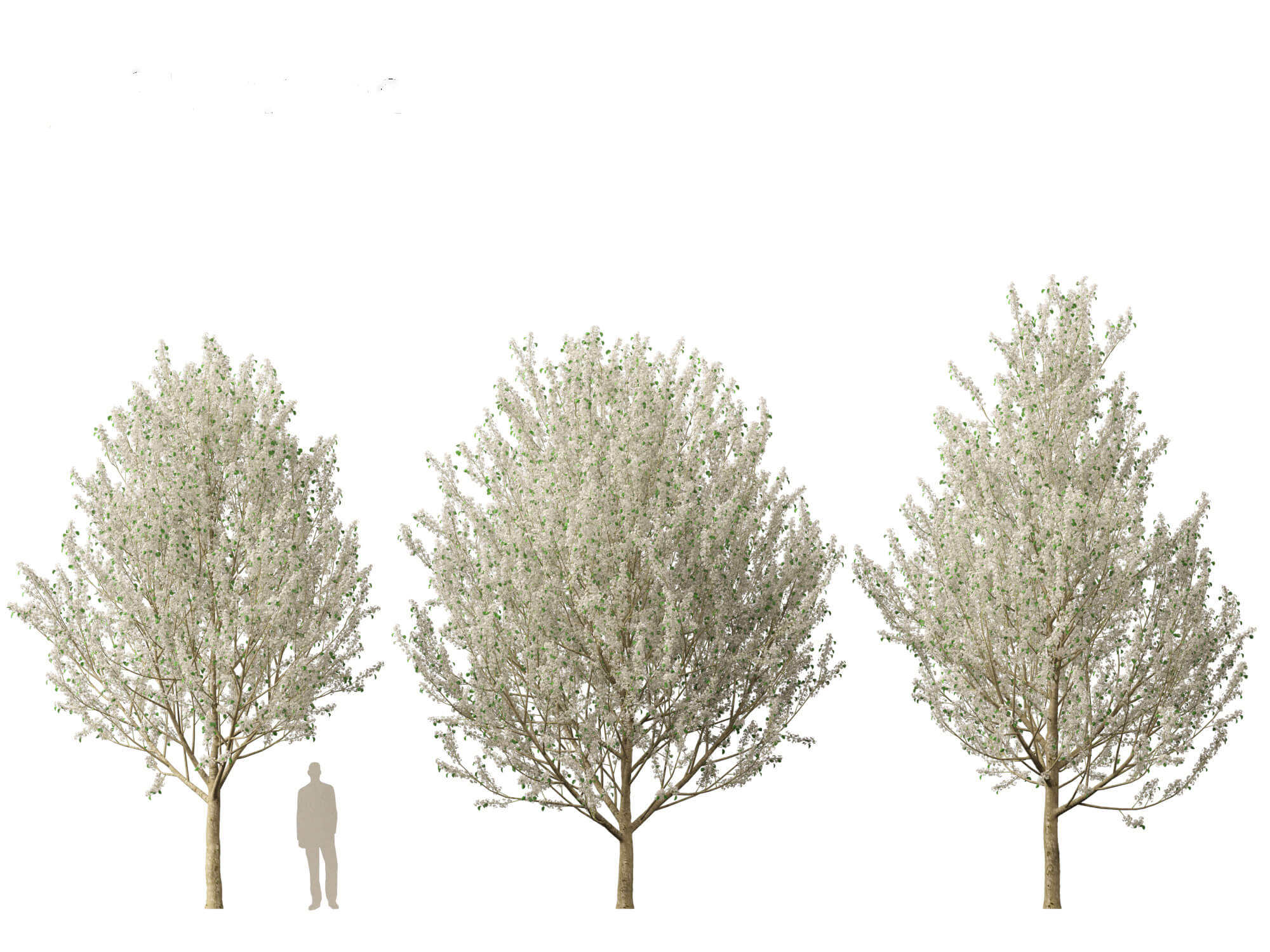 Pyrus Calleryana Winter Glow - Ornamental Pear 02 3D Model by ...