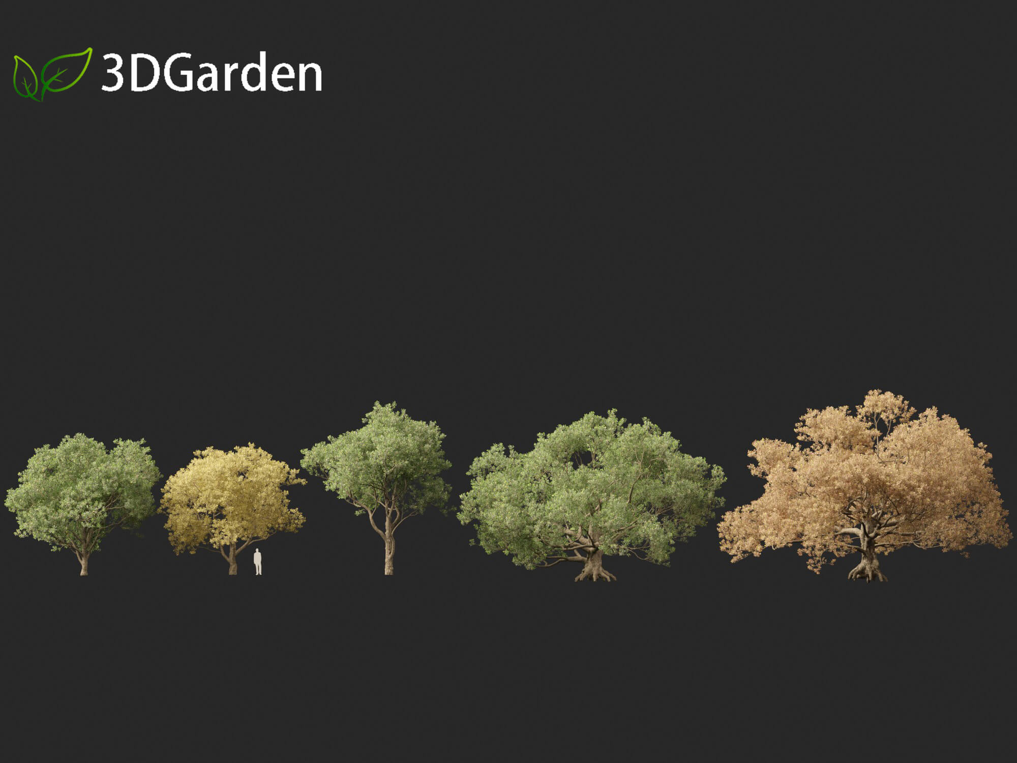 Quercus Alba - White Oak 3D Model by 3dgardenplants
