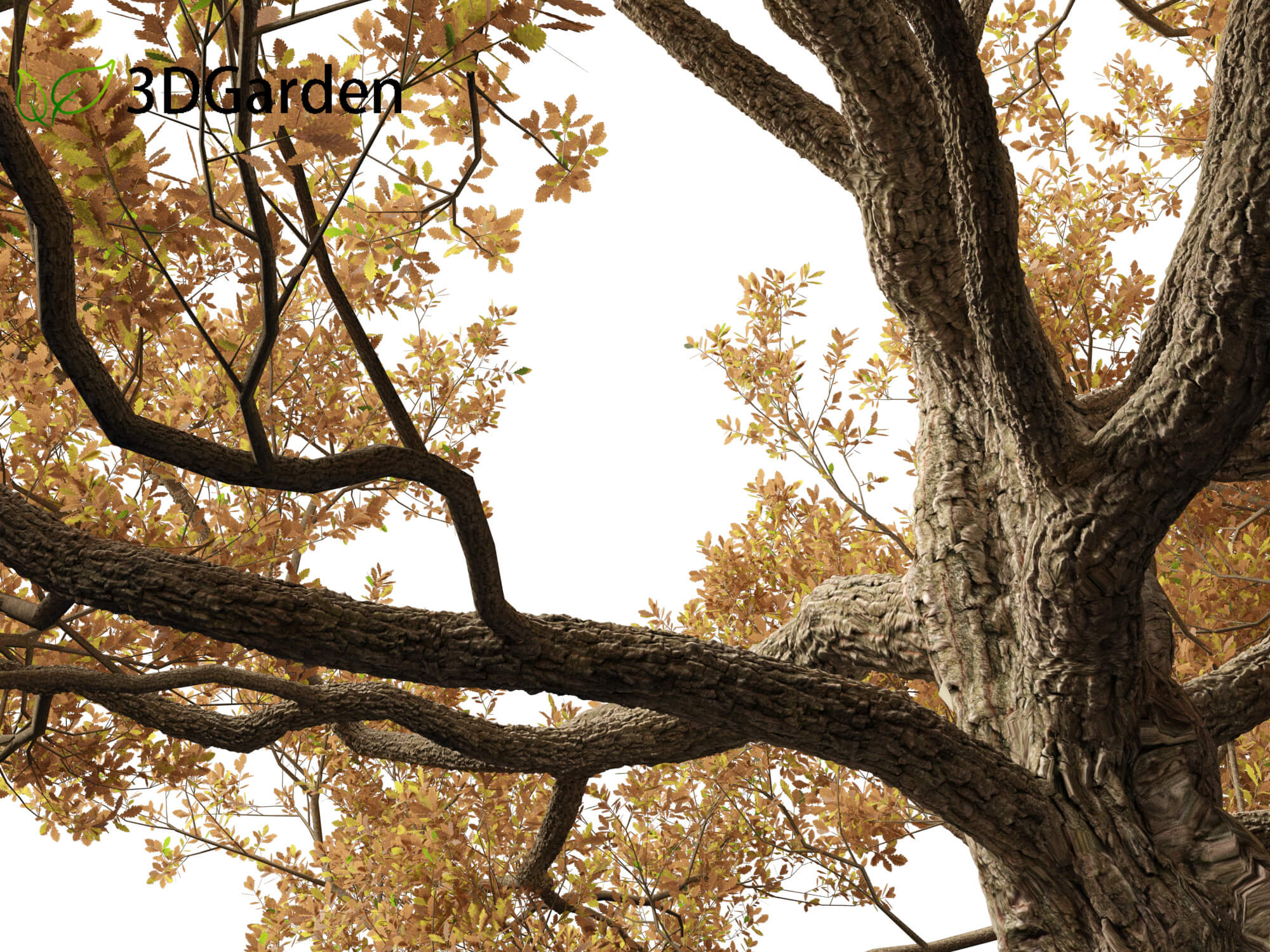 Quercus Alba - White Oak 3D Model by 3dgardenplants