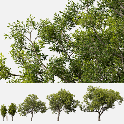 Quercus Ilex - Holly Oak 3D Model by 3dgardenplants