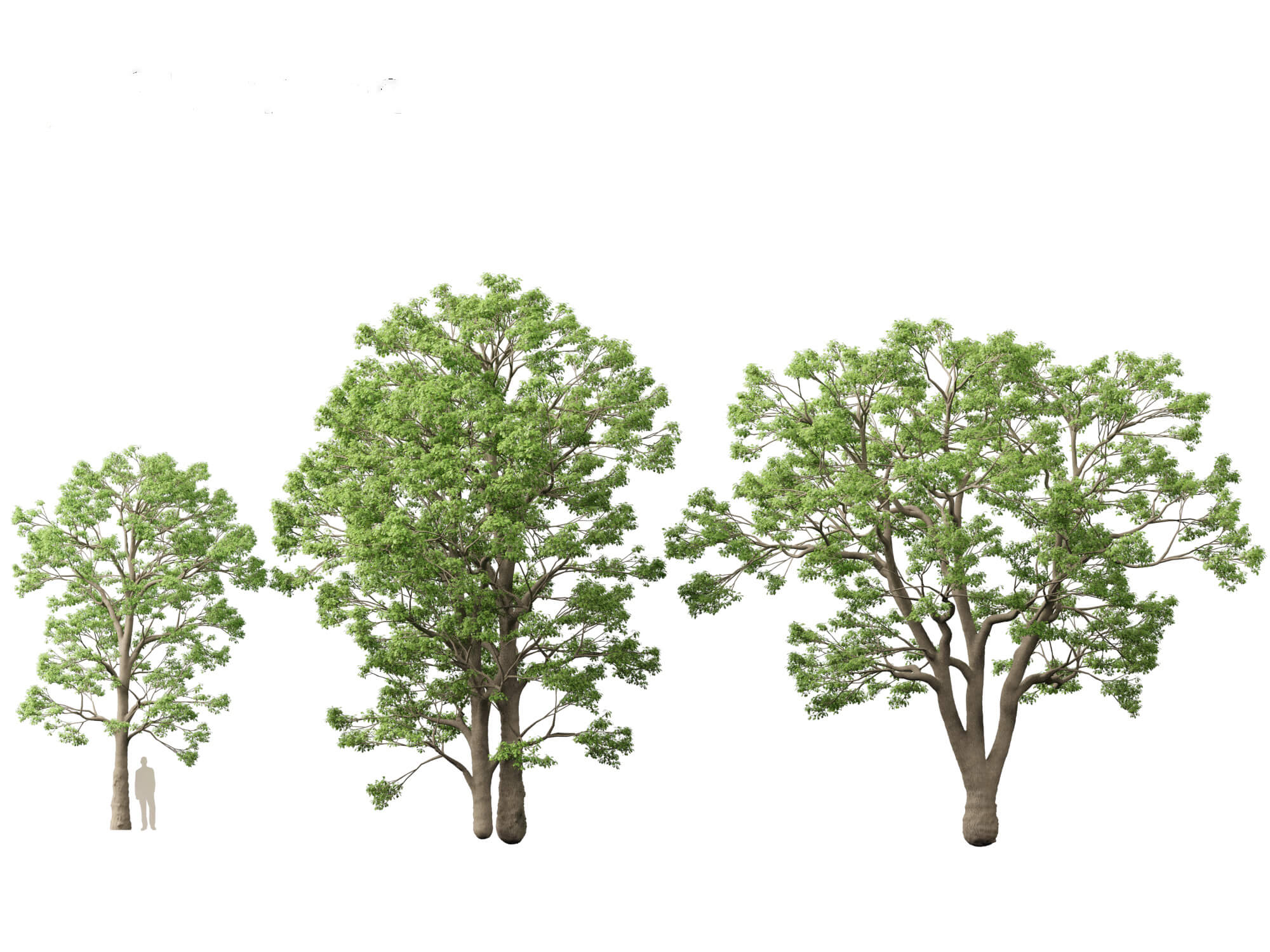Quercus Macrocarpa - Bur Oak 3D Model by 3dgardenplants