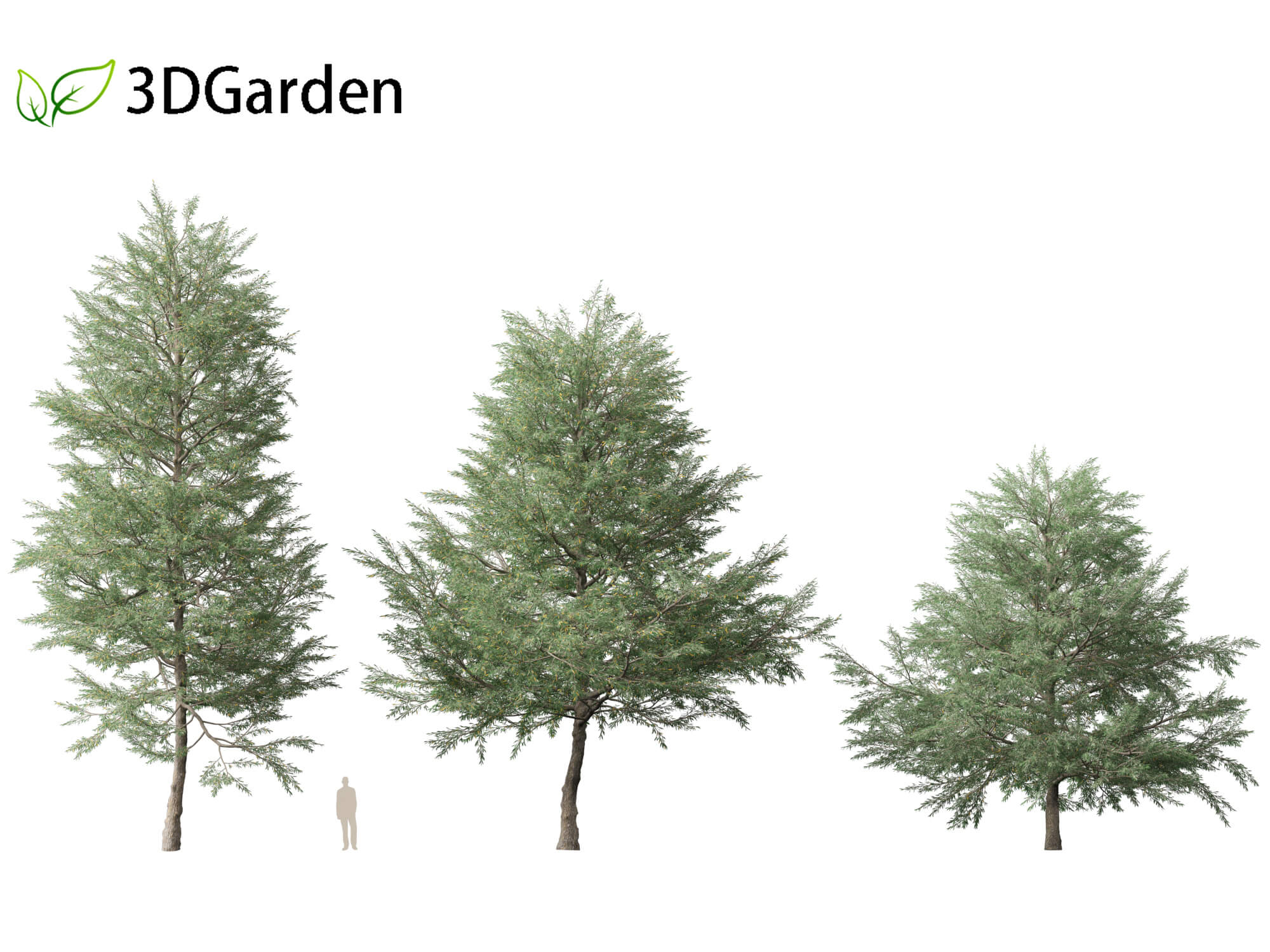 Quercus Phellos - Willow Oak 3D Model by 3dgardenplants