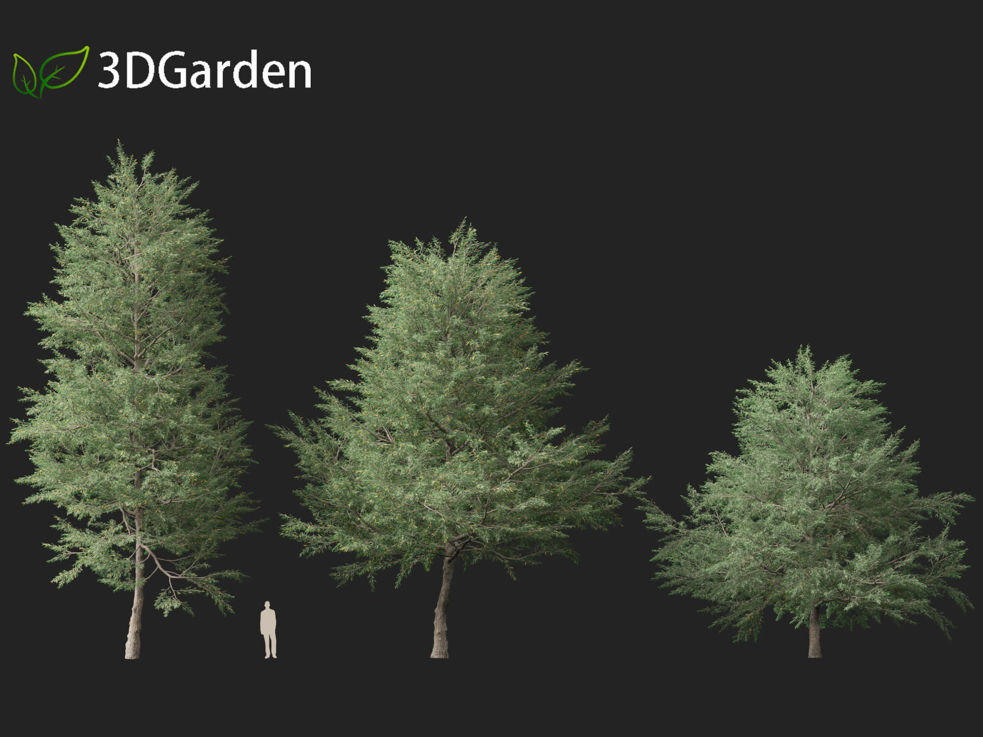 Quercus Phellos - Willow Oak 3D Model by 3dgardenplants
