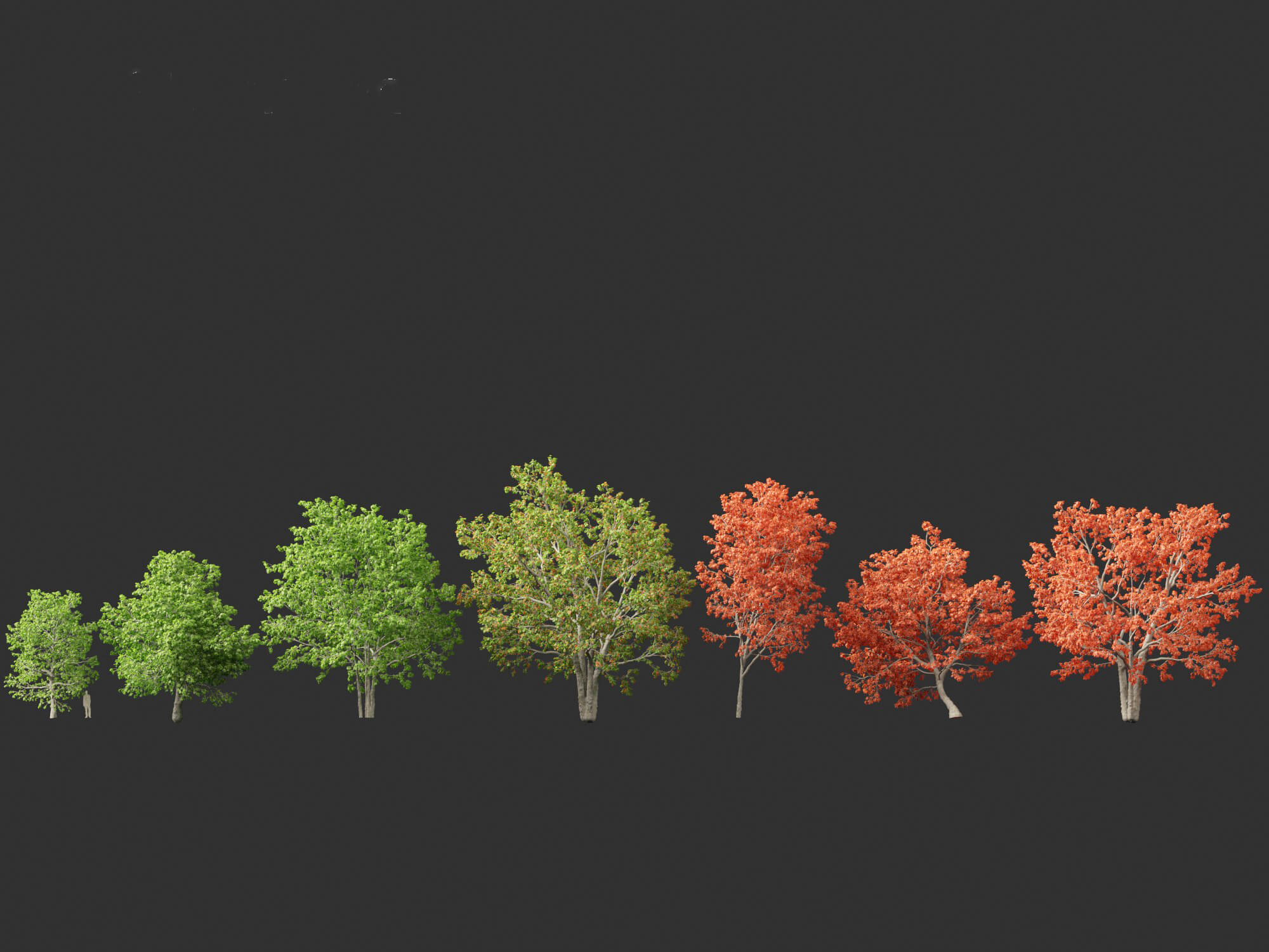 Quercus Rubra - The Northern Red Oak 3D Model by 3dgardenplants