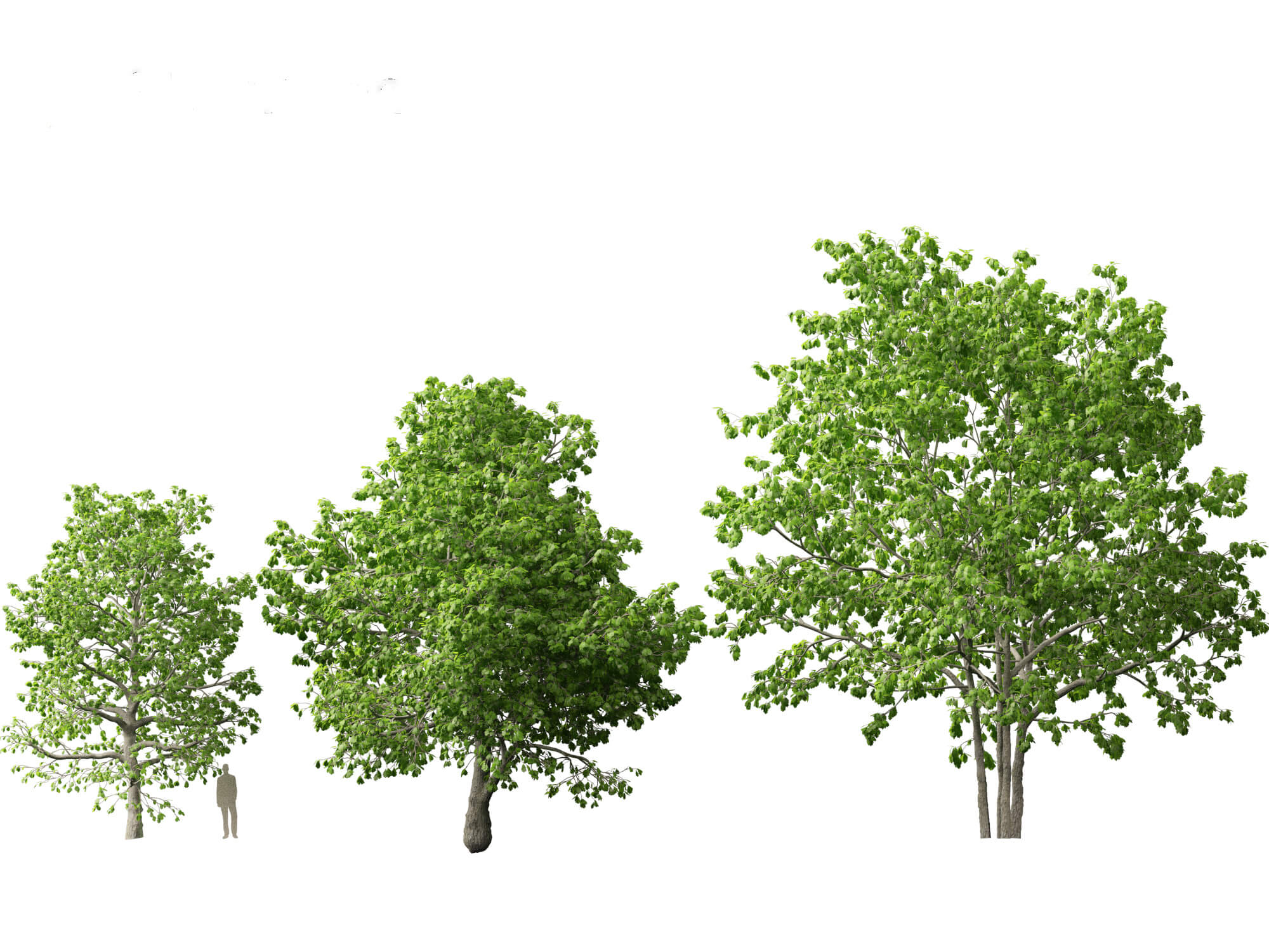 Quercus Rubra - The Northern Red Oak 3D Model by 3dgardenplants