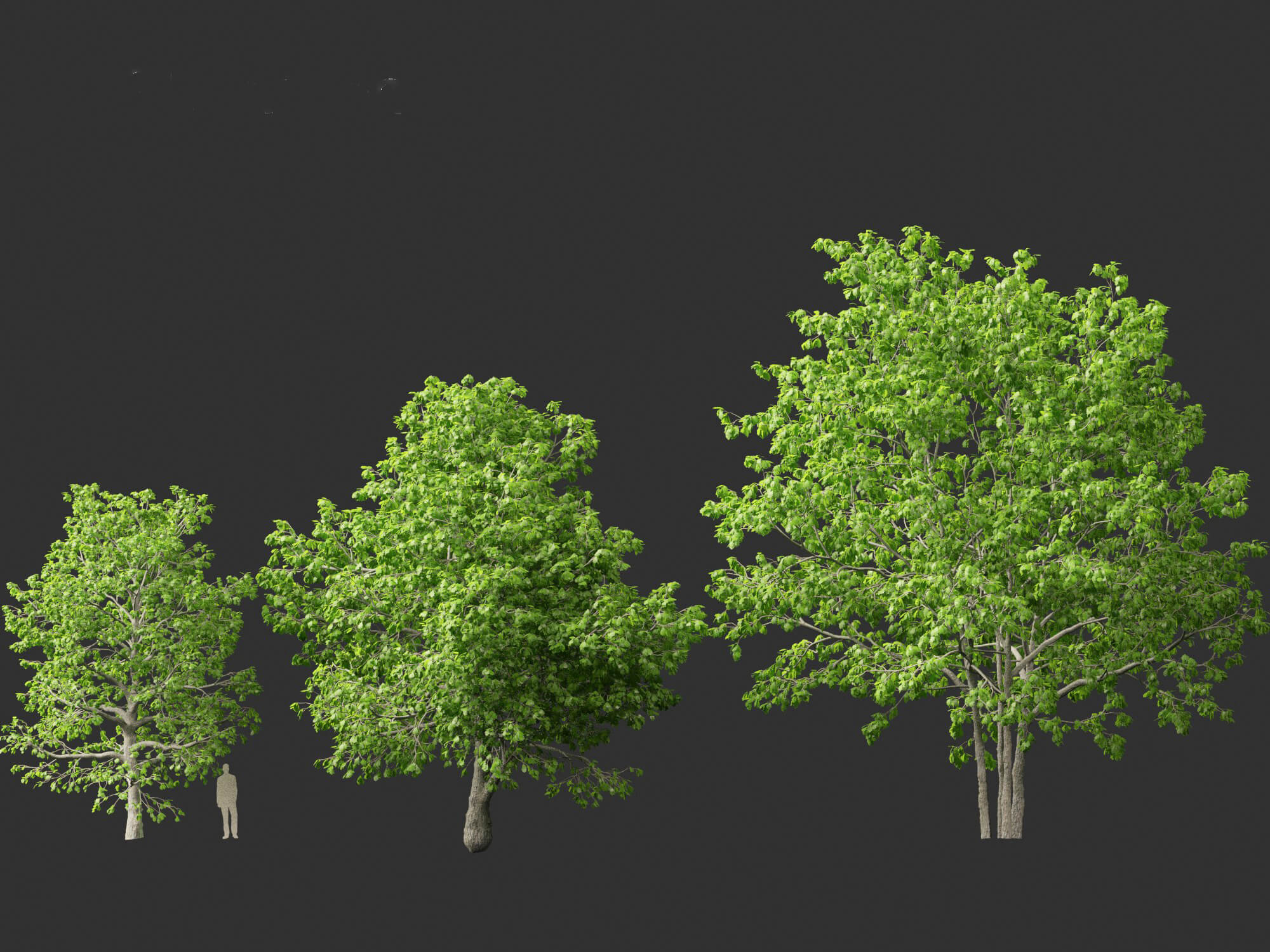 Quercus Rubra - The Northern Red Oak 3D Model by 3dgardenplants