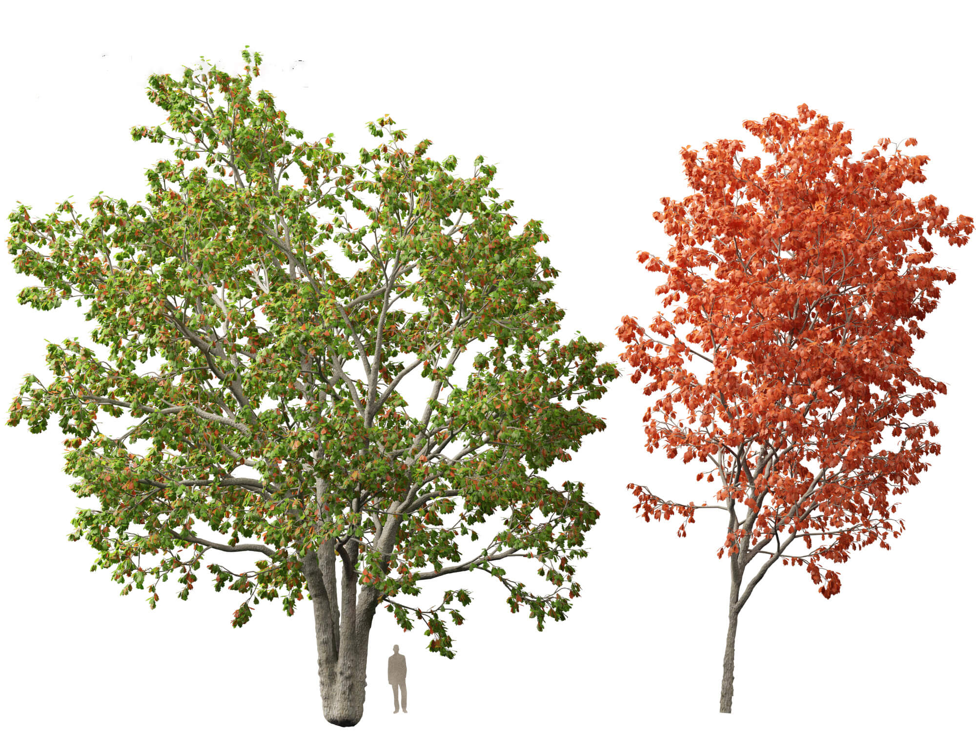 Quercus Rubra - The Northern Red Oak 3D Model by 3dgardenplants