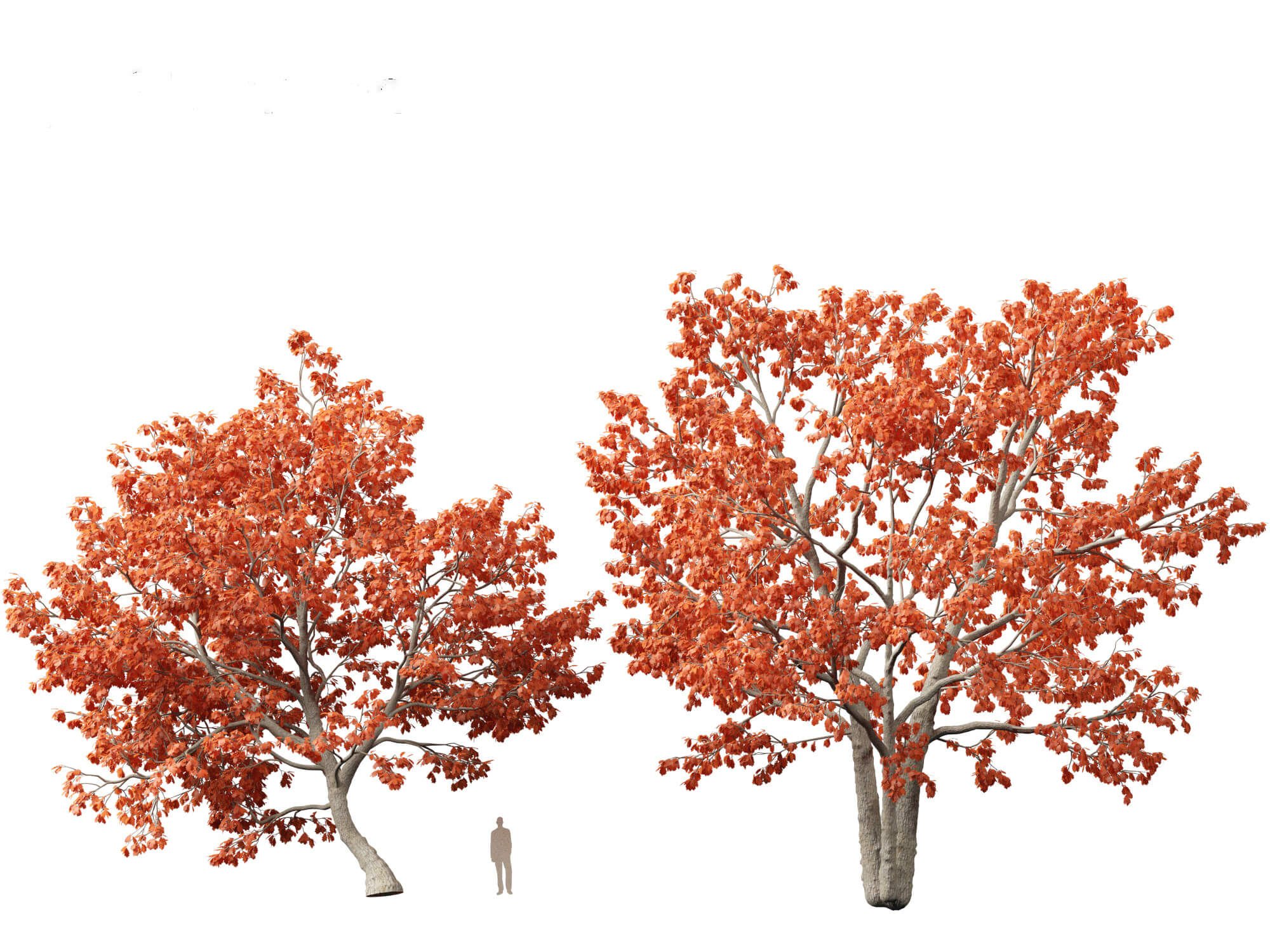 Quercus Rubra - The Northern Red Oak 3D Model by 3dgardenplants