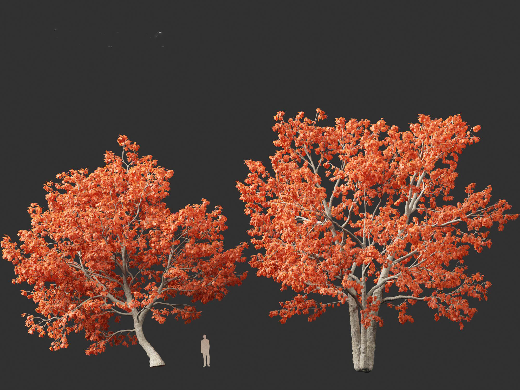 Quercus Rubra - The Northern Red Oak 3D Model by 3dgardenplants