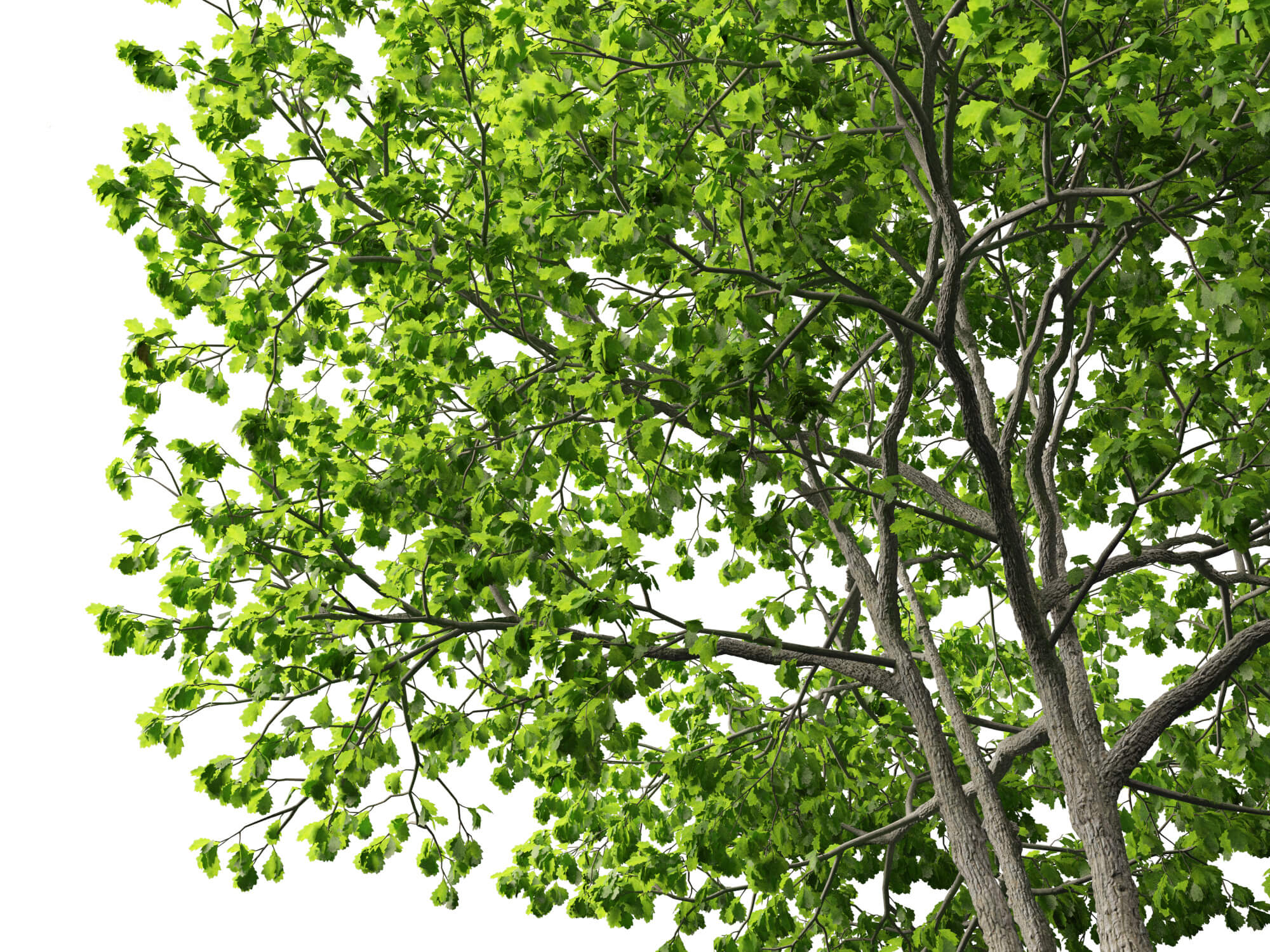 Quercus Rubra - The Northern Red Oak 3D Model by 3dgardenplants