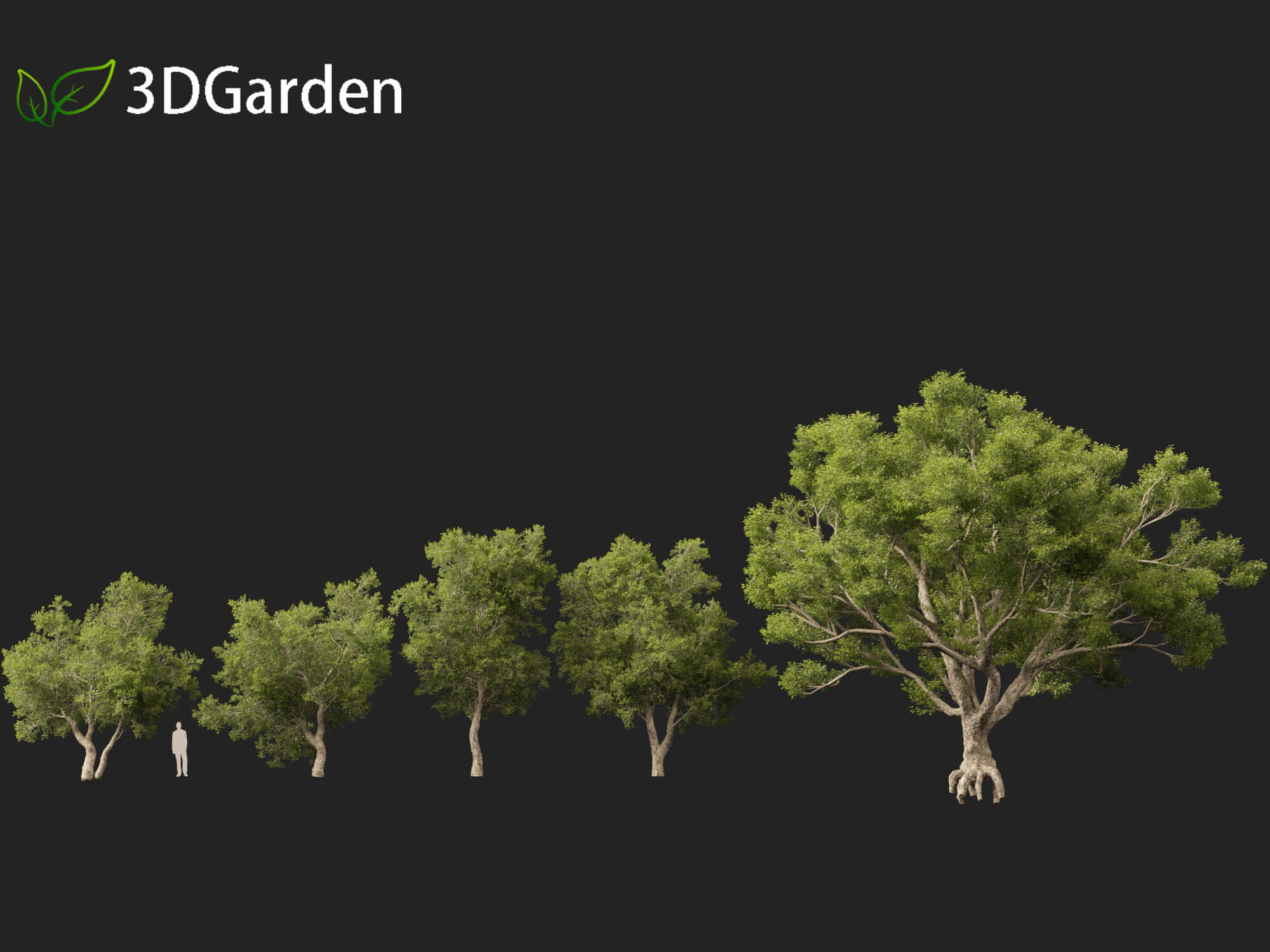 Quercus Suber - Cork Oak 3D Model by 3dgardenplants