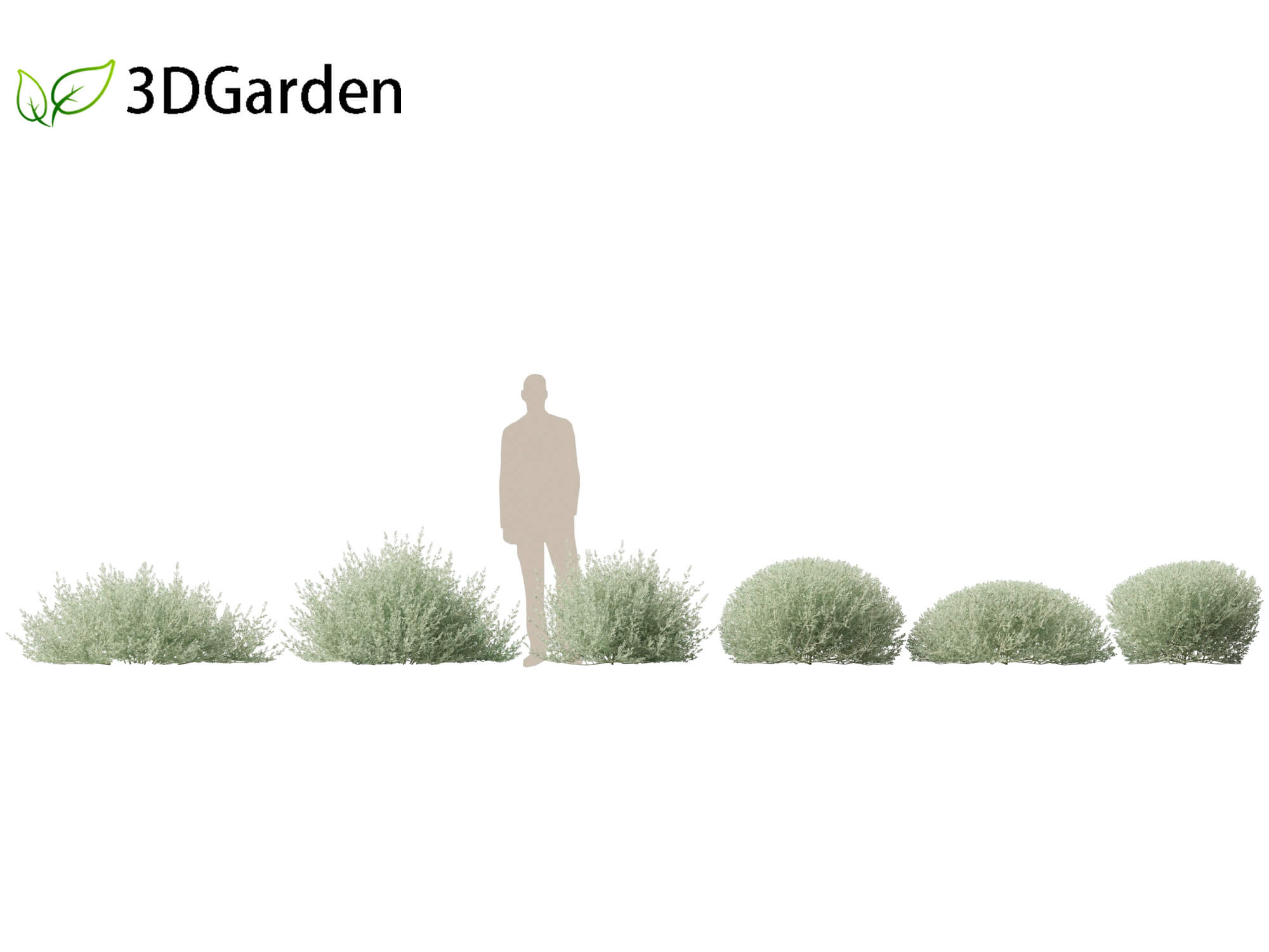 Rhagodia Spinescens Silver Border – Creeping Saltbush - 3D Model by ...