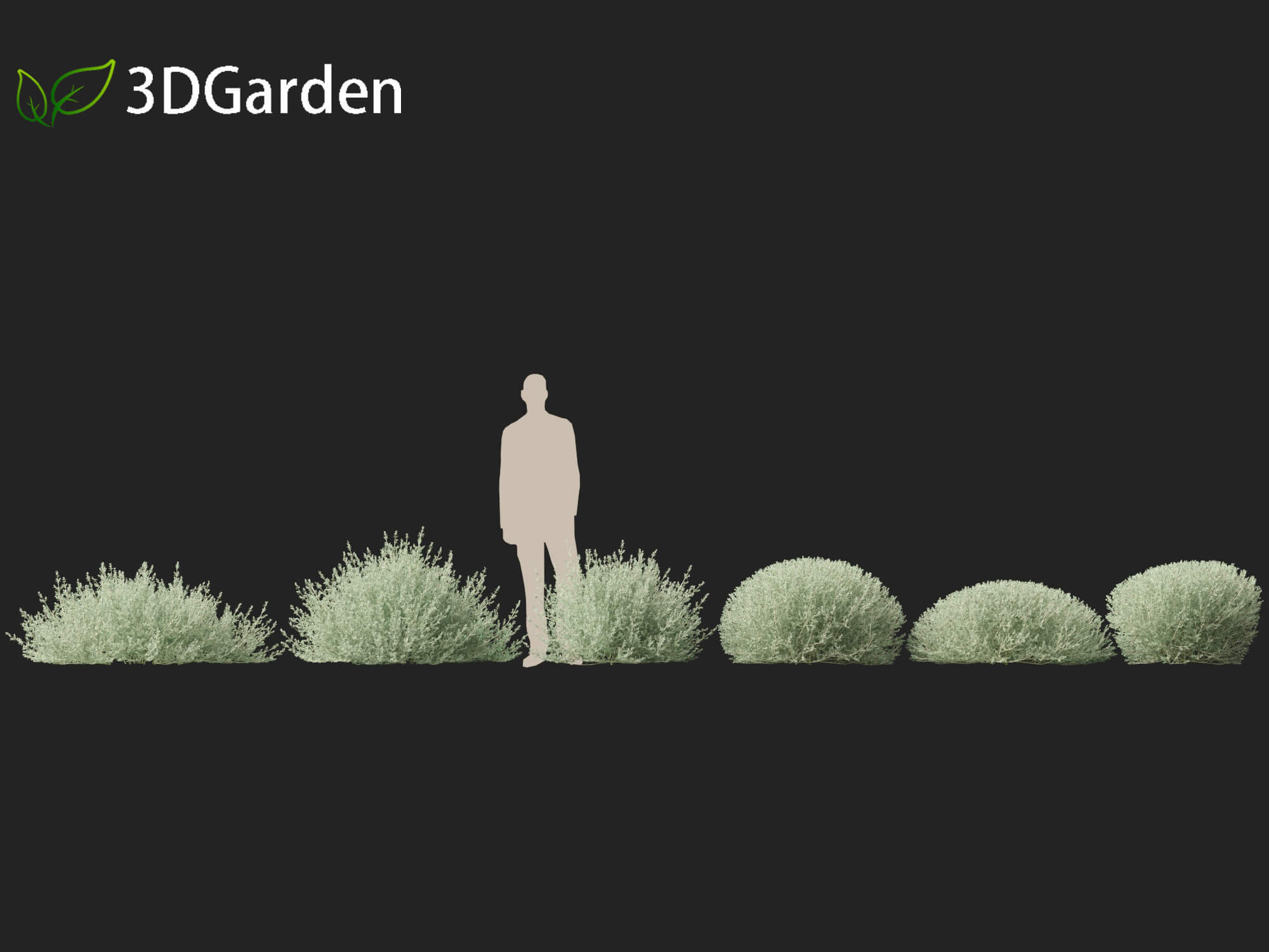 Rhagodia Spinescens Silver Border – Creeping Saltbush - 3D Model by ...