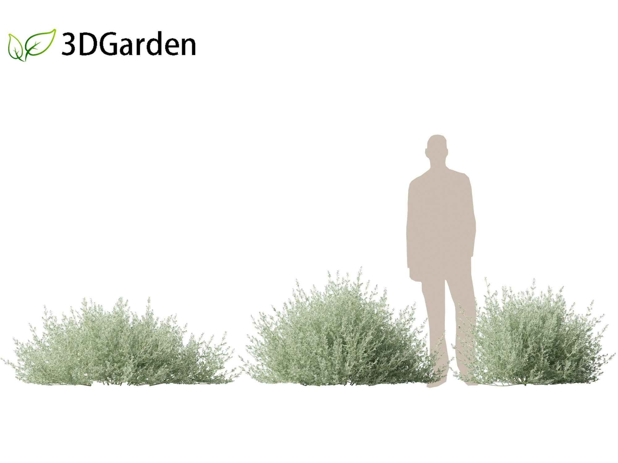 Rhagodia Spinescens Silver Border – Creeping Saltbush - 3D Model by ...