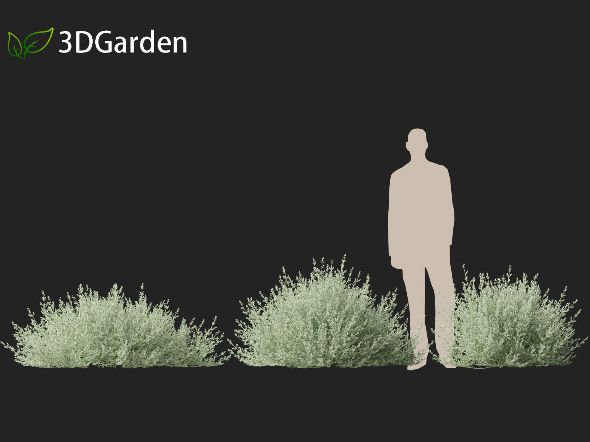 Rhagodia Spinescens Silver Border – Creeping Saltbush - 3D Model by ...