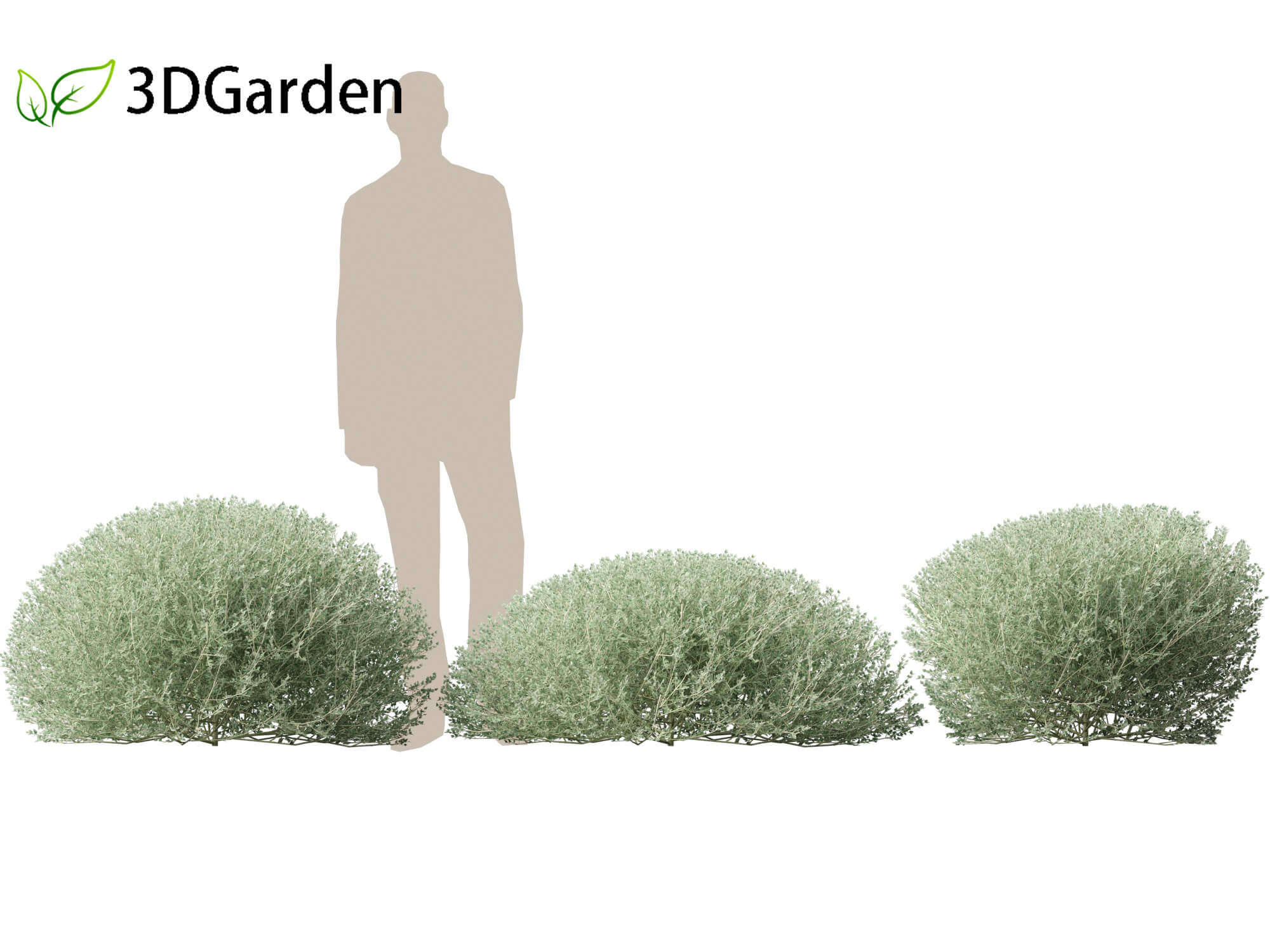 Rhagodia Spinescens Silver Border – Creeping Saltbush - 3D Model by ...