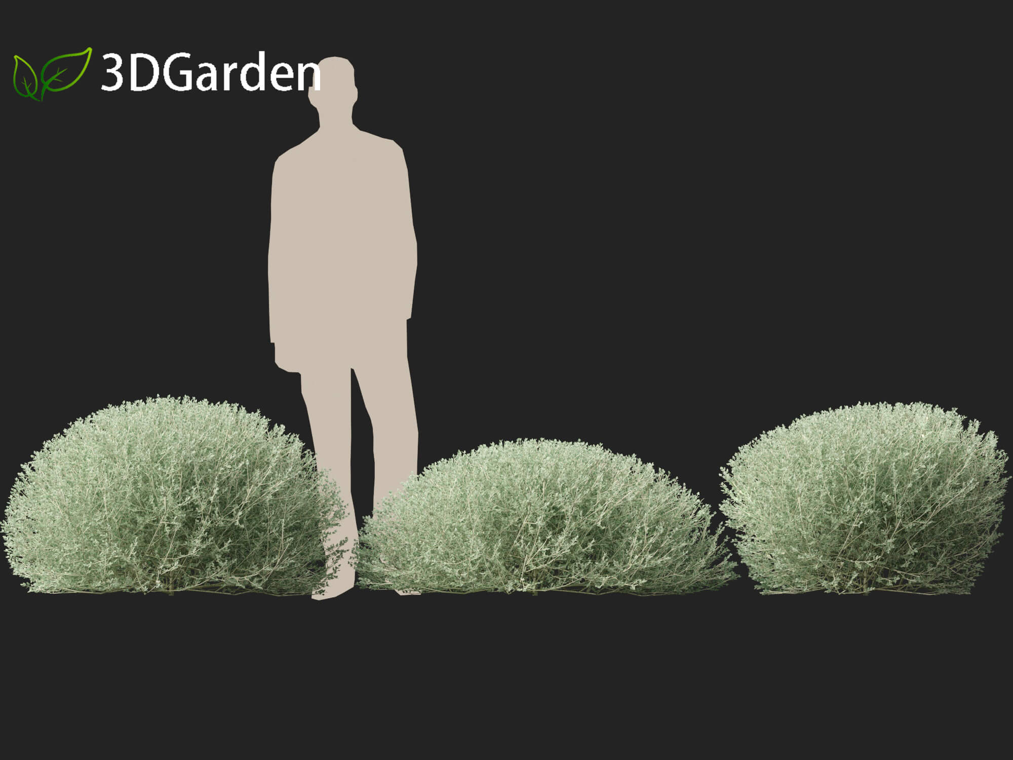 Rhagodia Spinescens Silver Border – Creeping Saltbush - 3D Model by ...