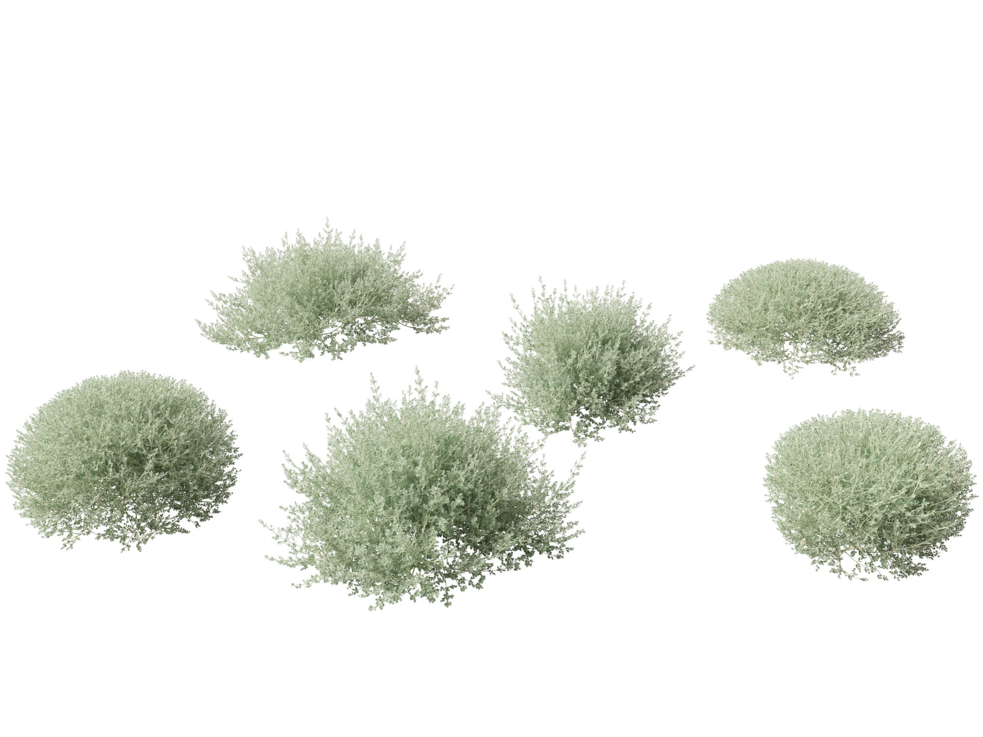 Rhagodia Spinescens Silver Border – Creeping Saltbush - 3D Model by ...